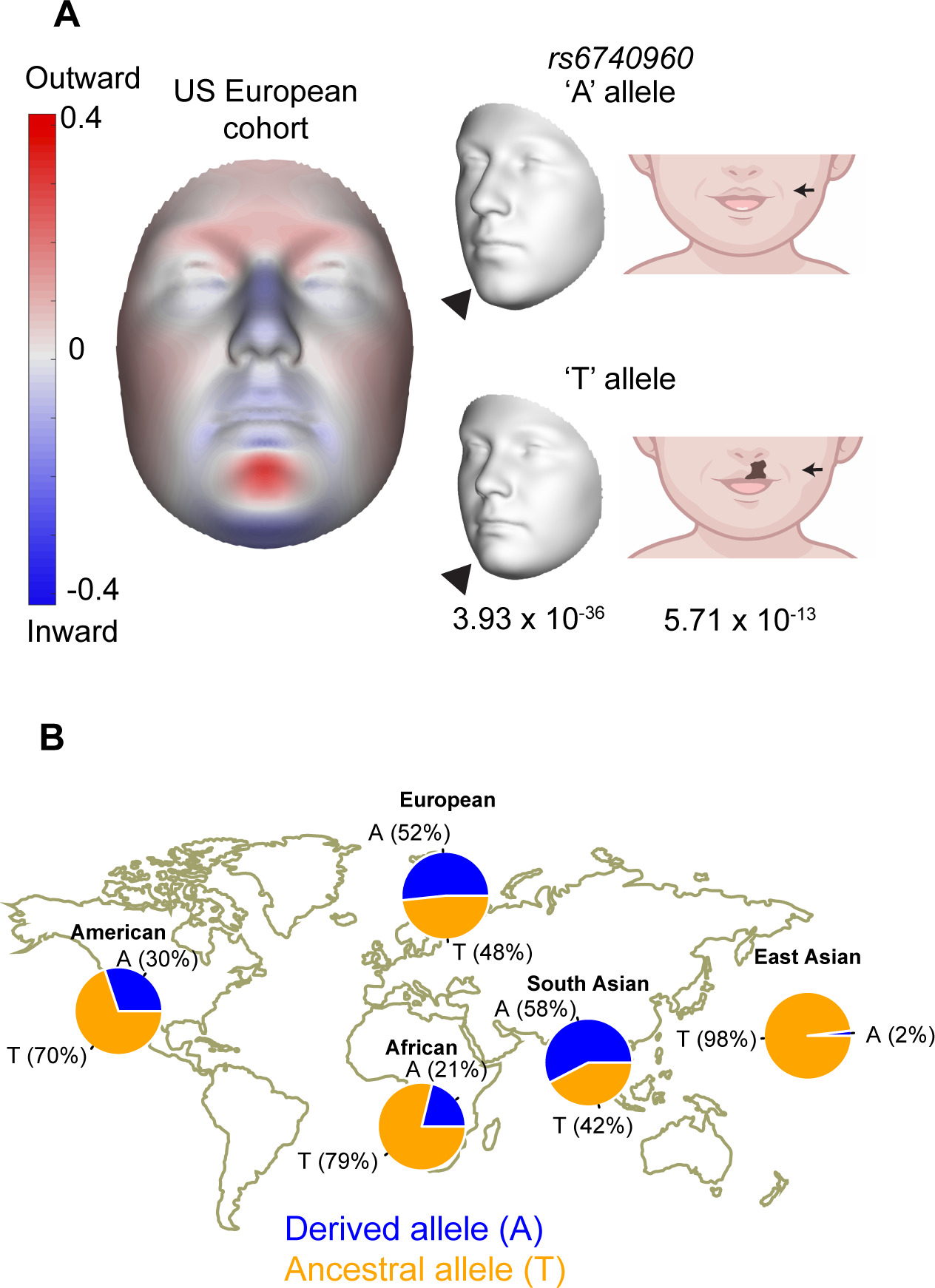 A common cis-regulatory variant impacts normal-range and disease ...