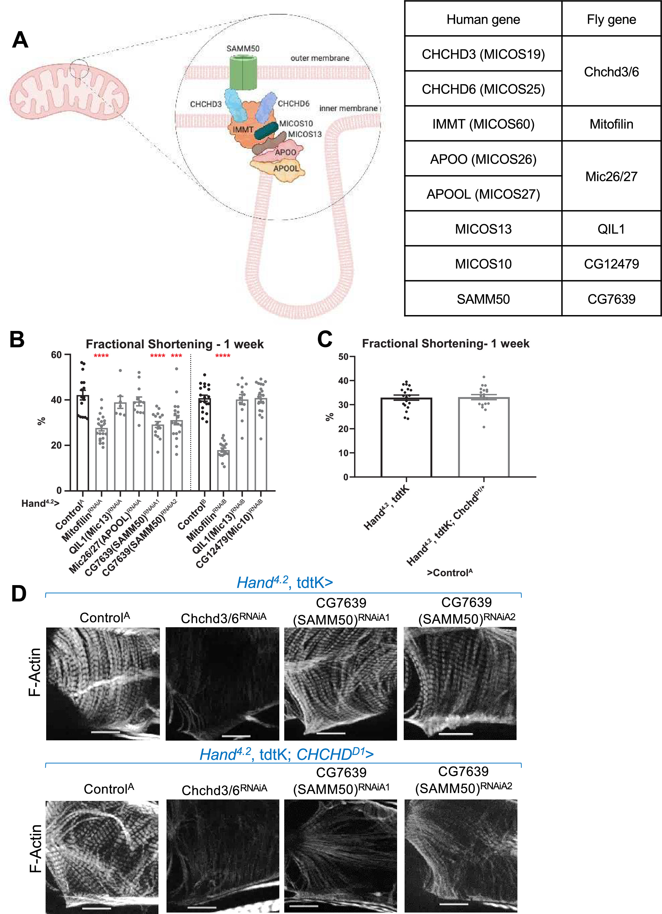 Mitochondrial MICOS complex genes, implicated in hypoplastic left heart ...