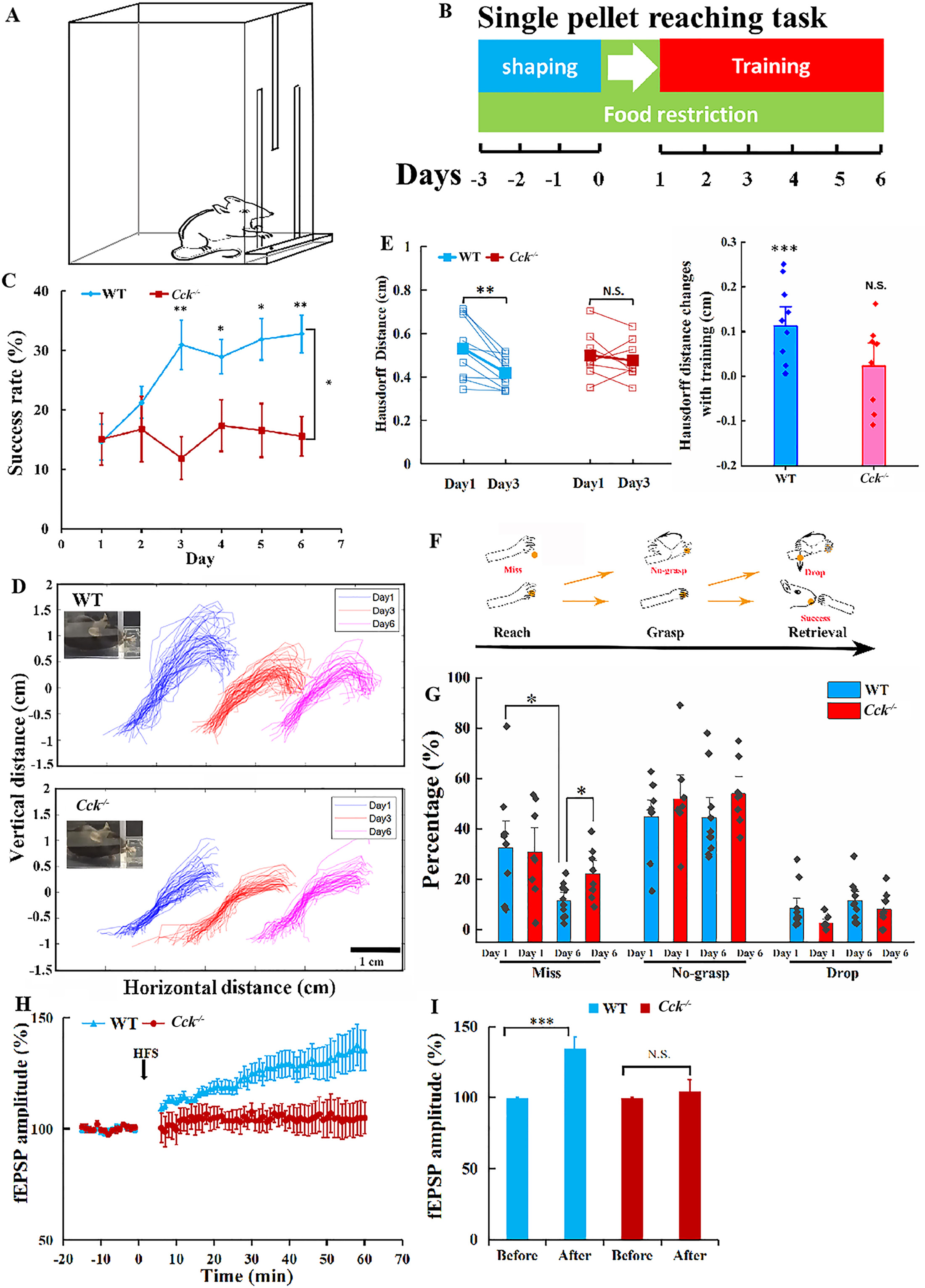 Cholecystokinin facilitates motor skill learning by modulating ...