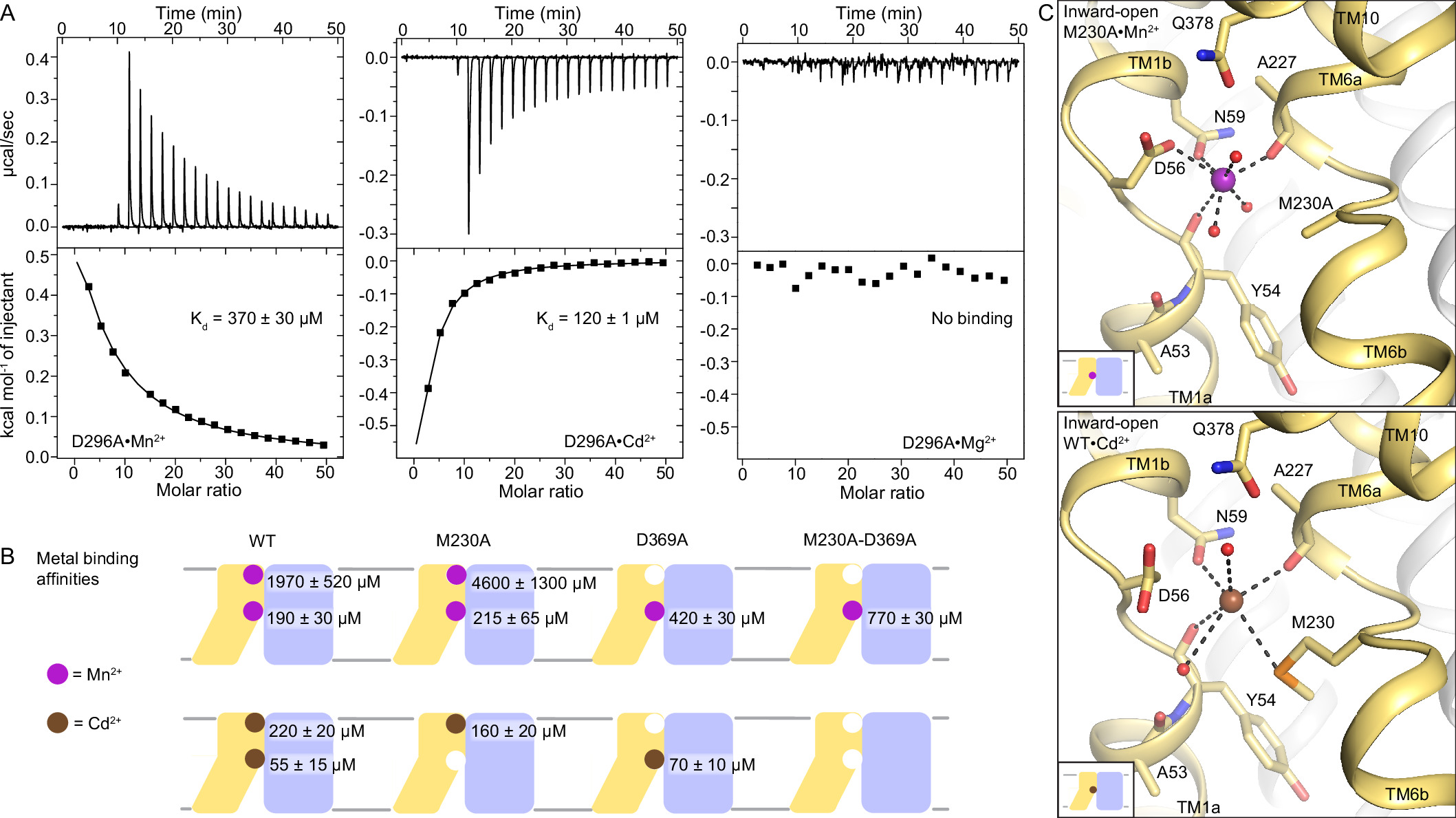 High-resolution structures with bound Mn2+ and Cd2+ map the metal ...
