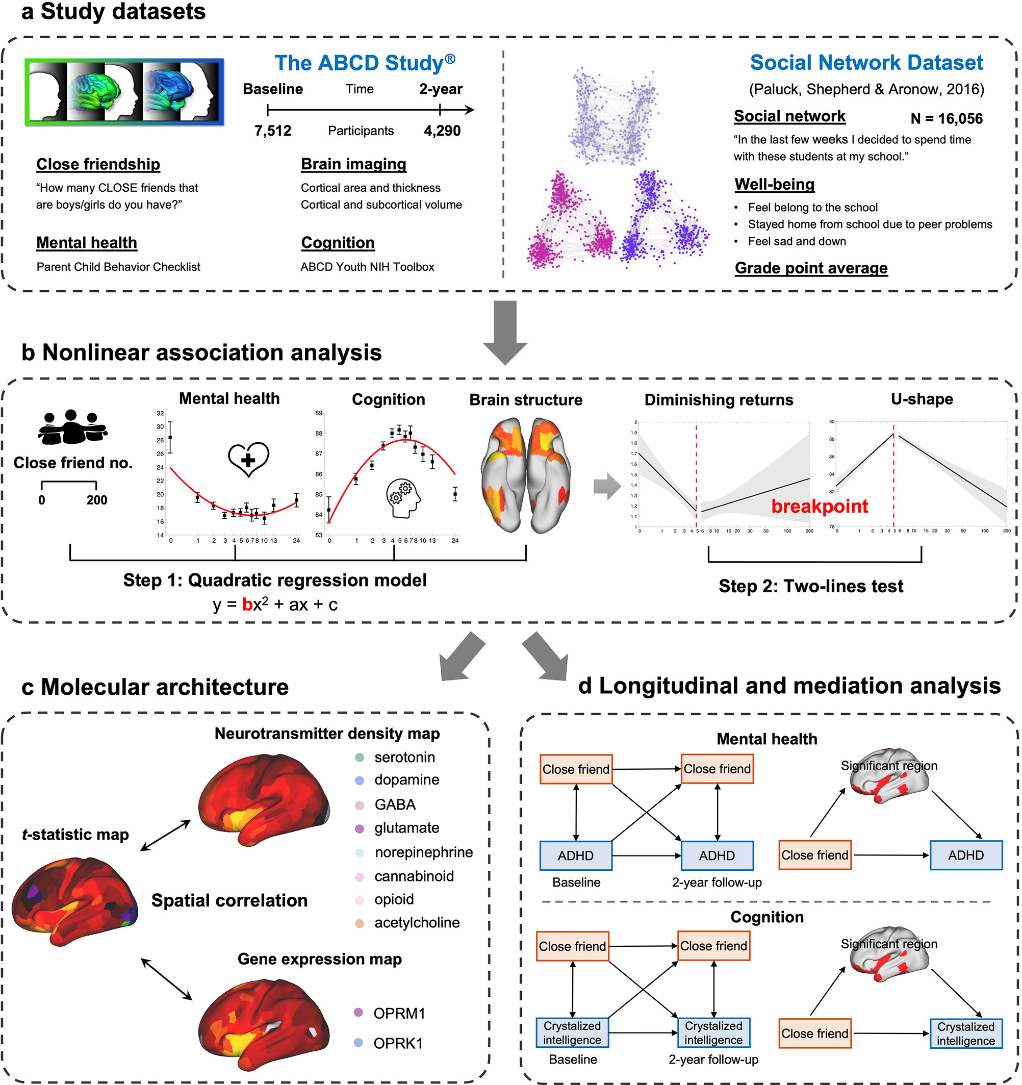 Brain and molecular mechanisms underlying the nonlinear association ...