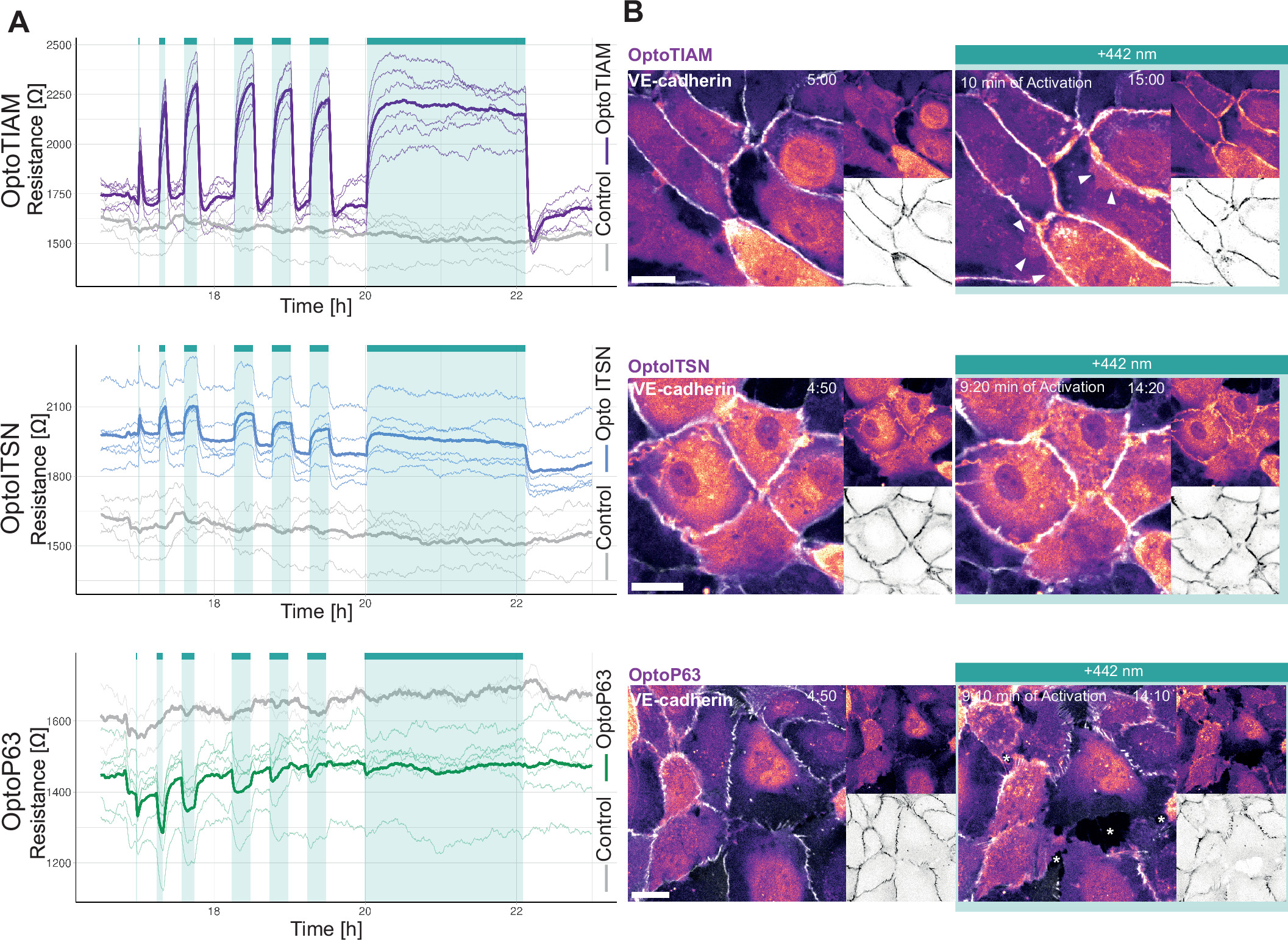 Opto-RhoGEFs, an optimized optogenetic toolbox to reversibly control ...