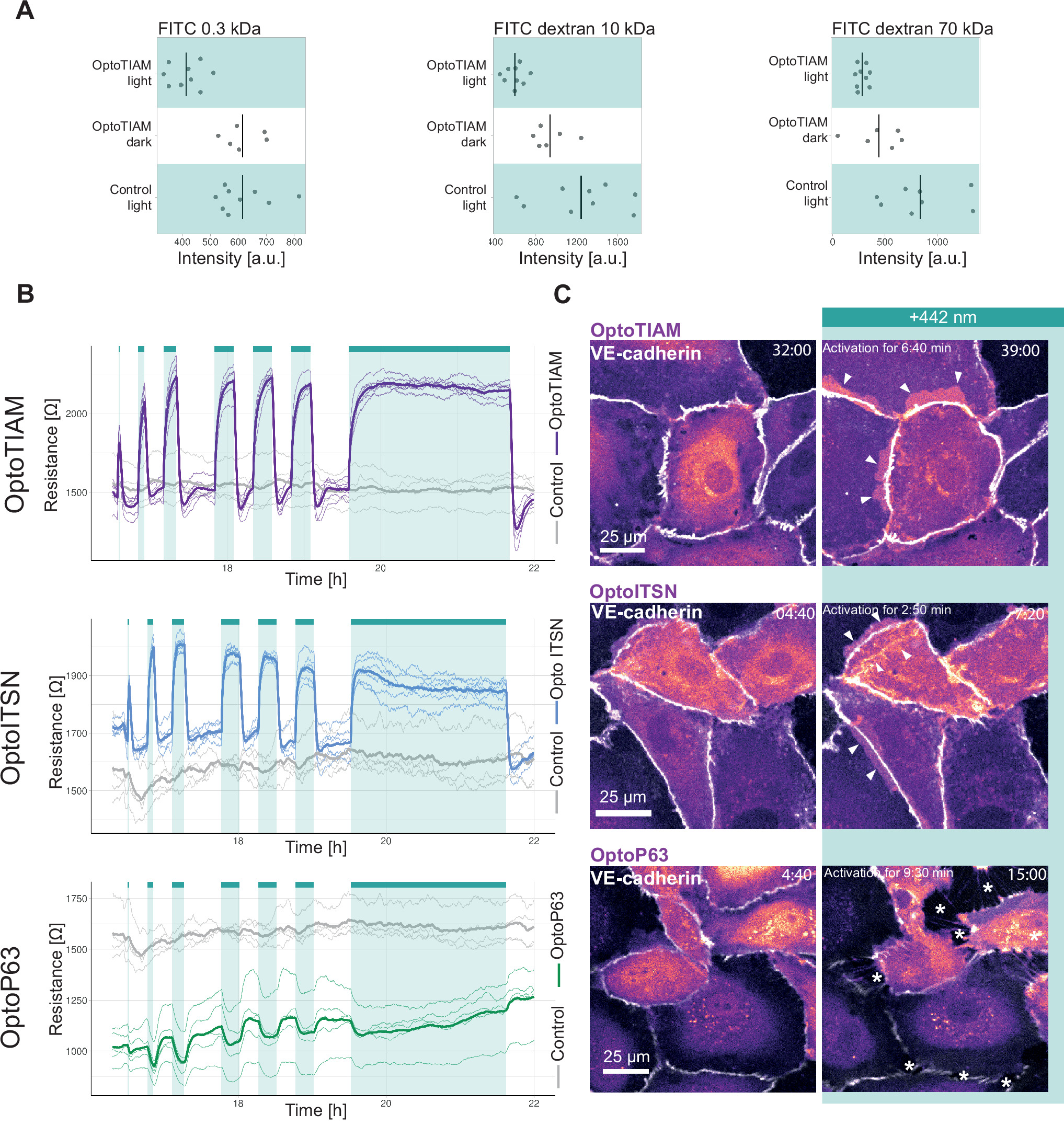 Opto-RhoGEFs, an optimized optogenetic toolbox to reversibly control ...