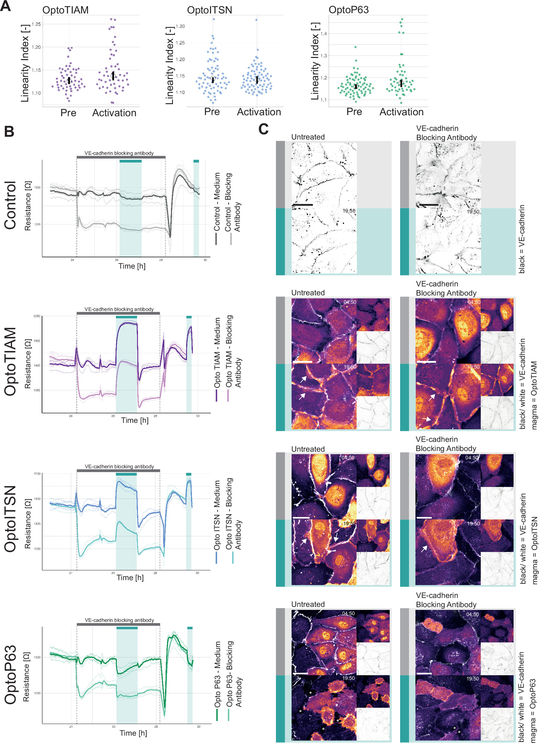 Opto-RhoGEFs, an optimized optogenetic toolbox to reversibly control ...