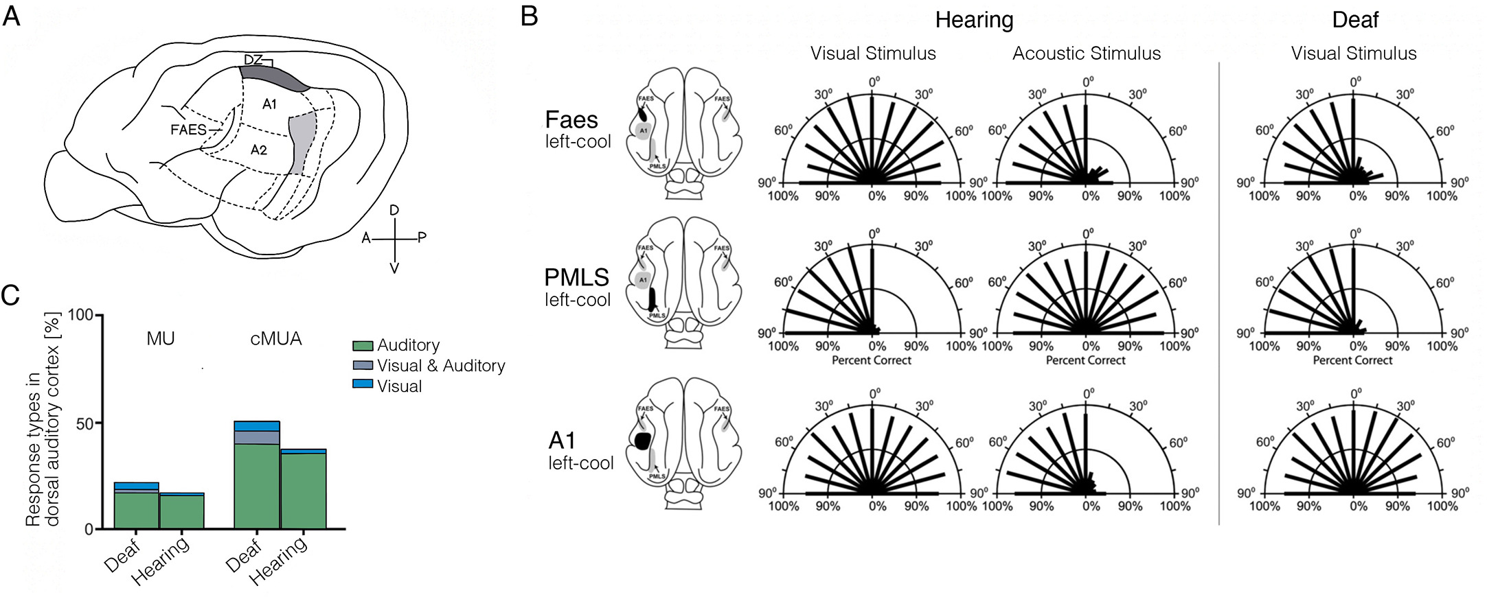 Against cortical reorganisation | eLife Lens