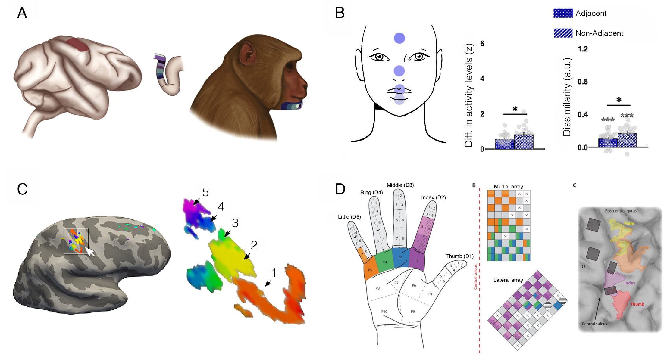 Against cortical reorganisation | eLife Lens
