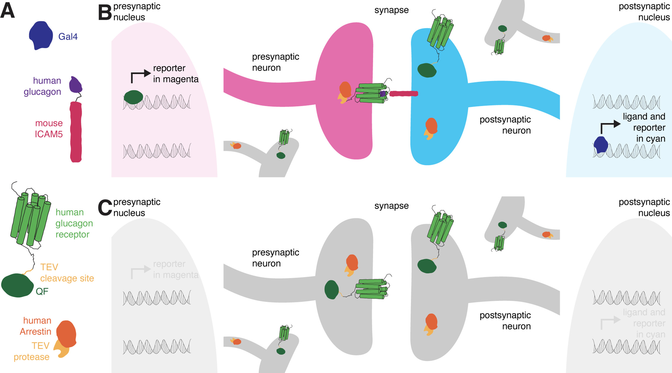 retro-Tango enables versatile retrograde circuit tracing in Drosophila ...