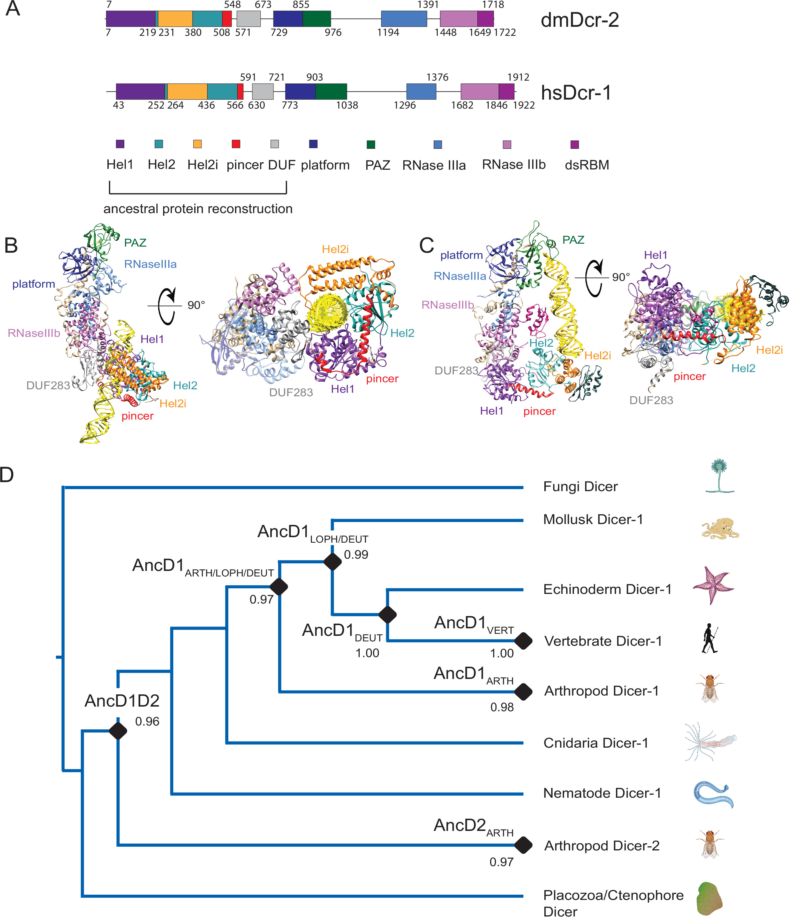 Ancestral protein reconstruction reveals evolutionary events governing ...