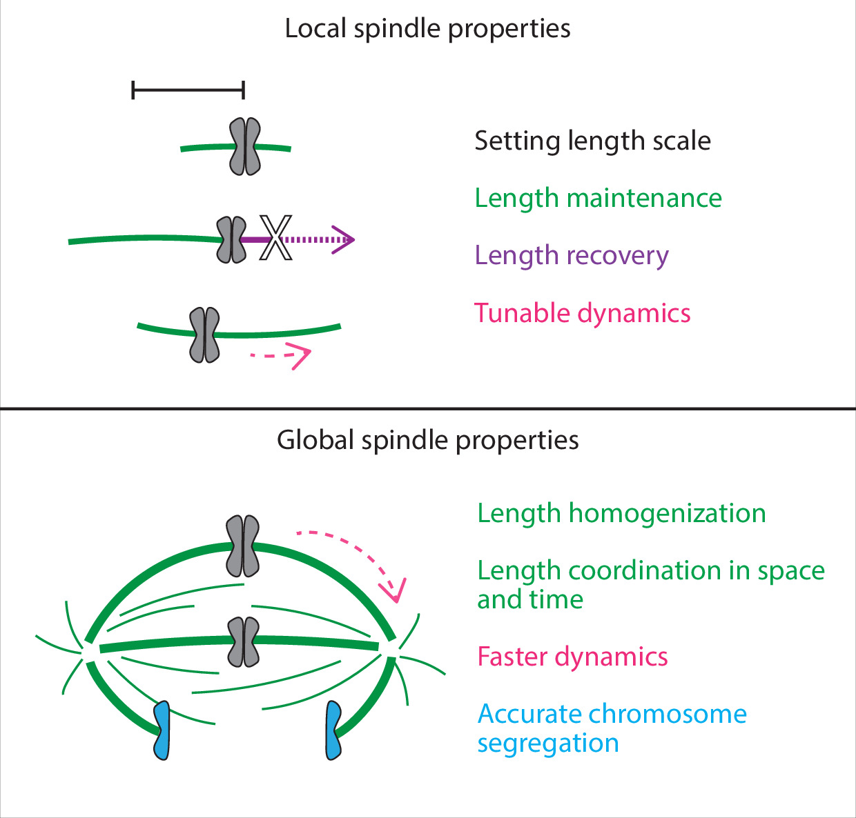 Kinetochore-fiber lengths are maintained locally but coordinated ...