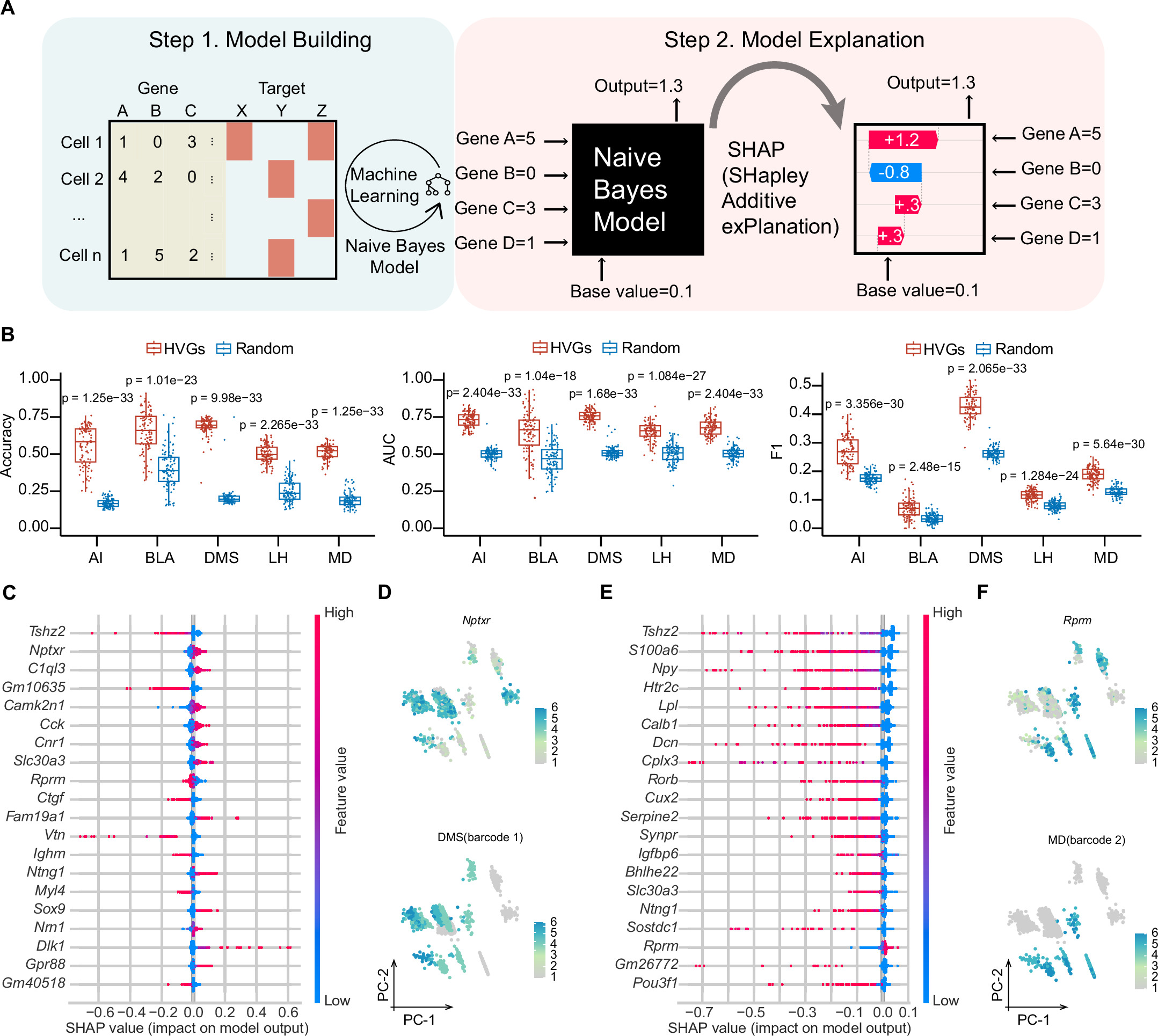 High-throughput mapping of single-neuron projection and molecular ...