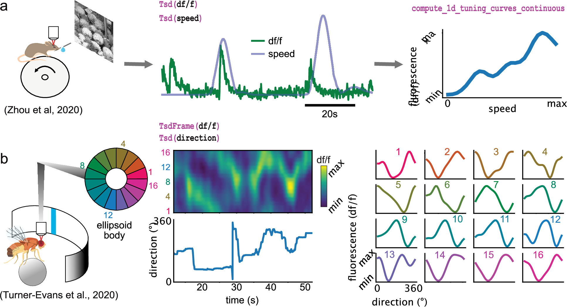 Pynapple, a toolbox for data analysis in neuroscience | eLife Lens