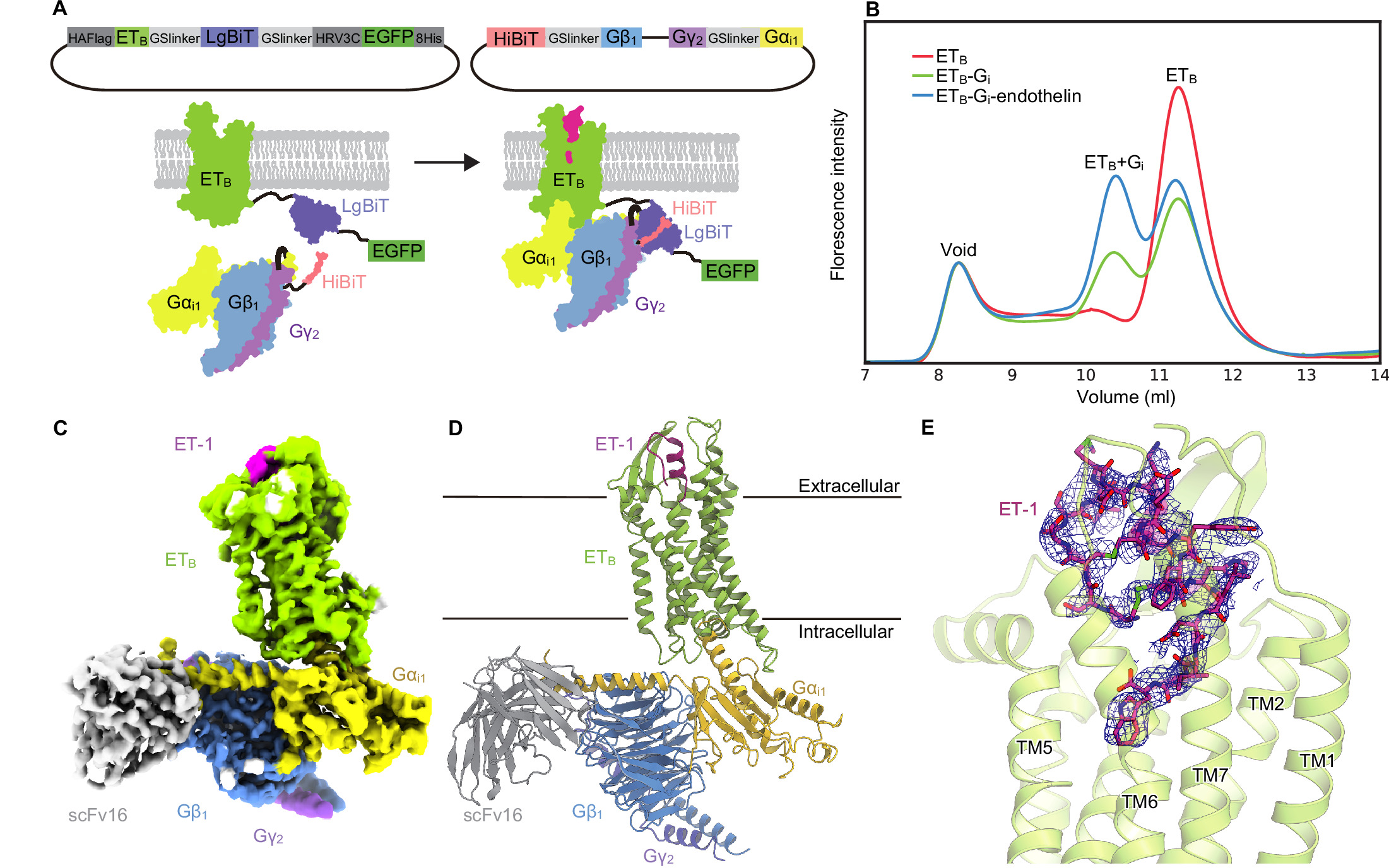 Cryo-EM structure of the endothelin-1-ETB-Gi complex | eLife Lens