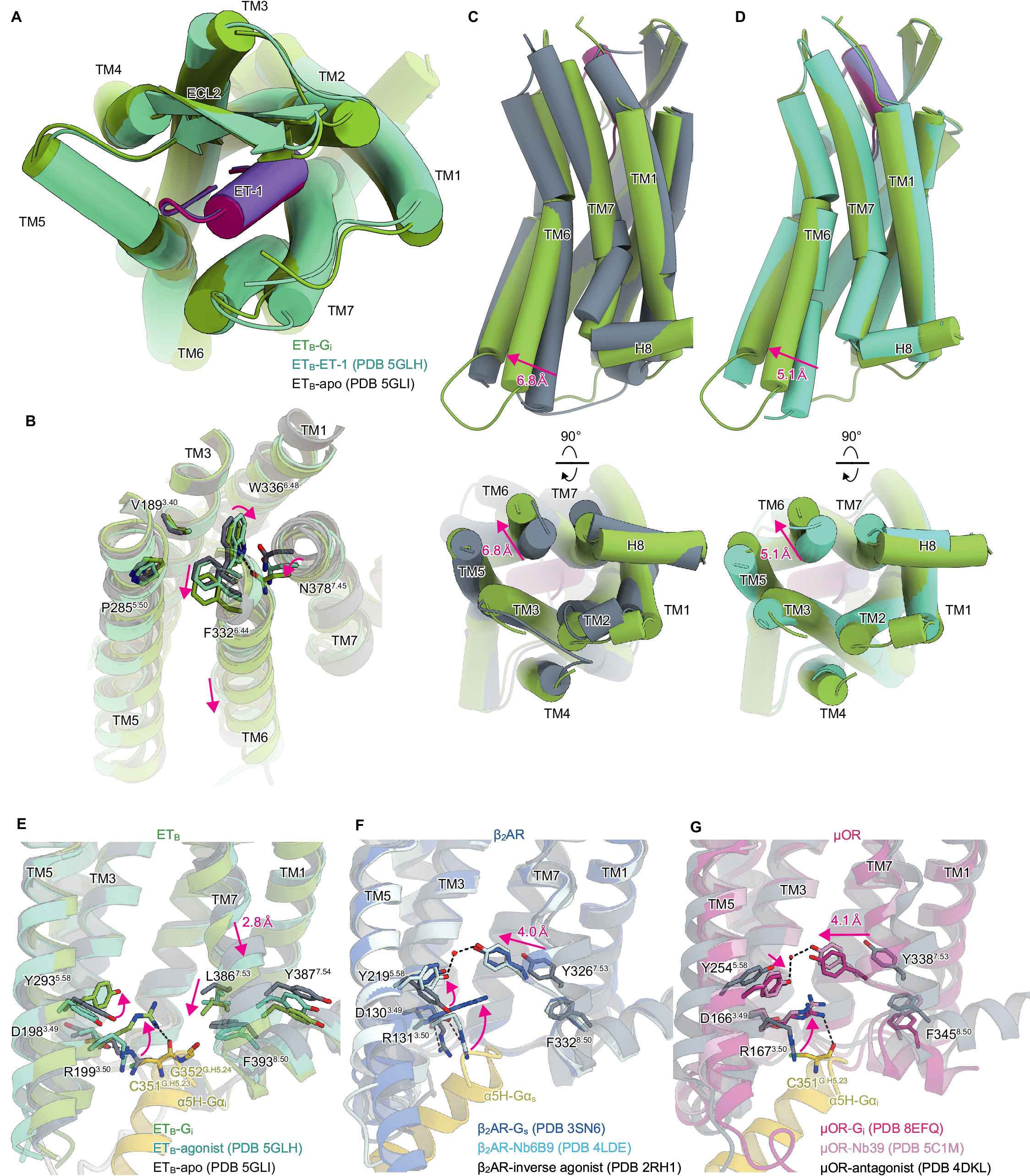 Cryo-EM structure of the endothelin-1-ETB-Gi complex | eLife Lens