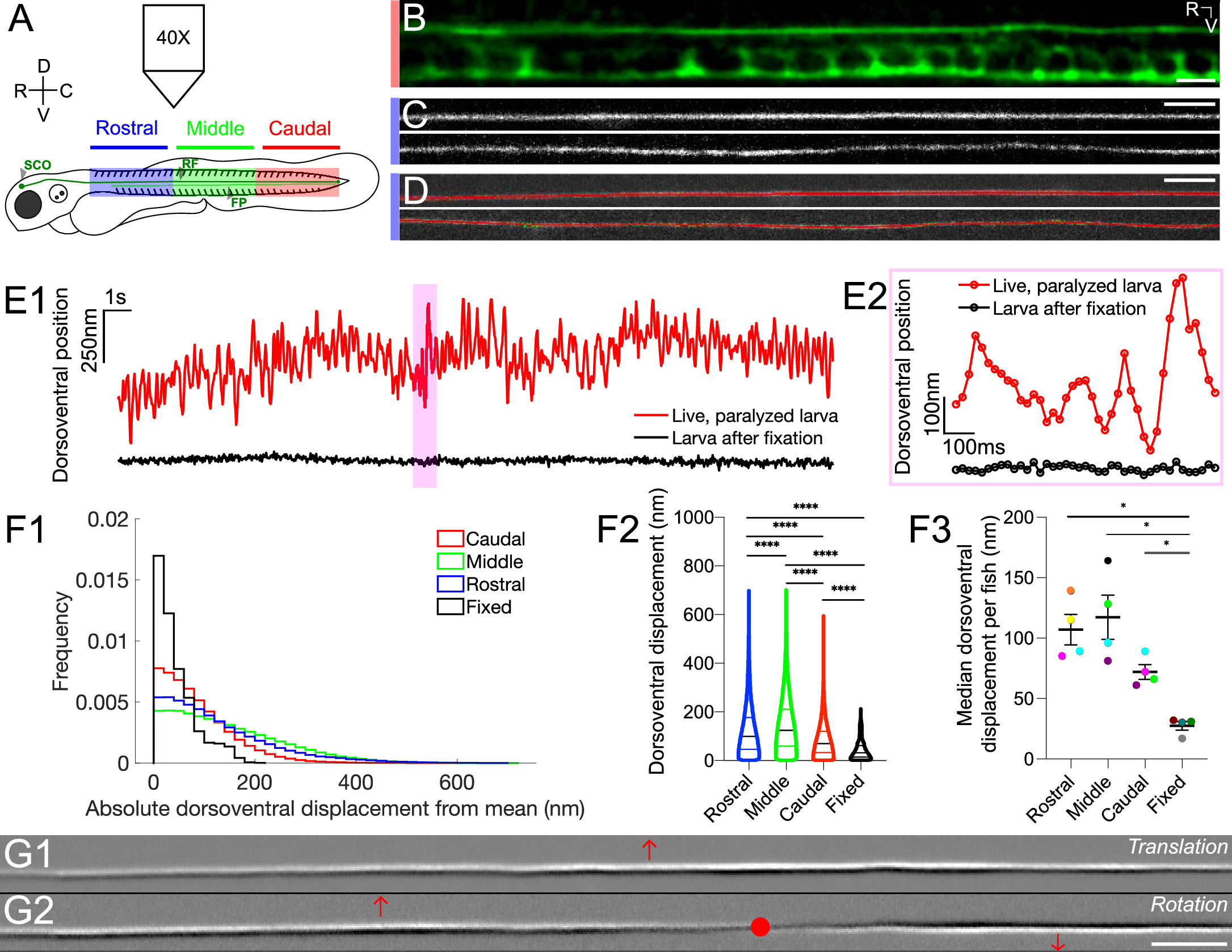 The Reissner fiber under tension in vivo shows dynamic interaction with ...