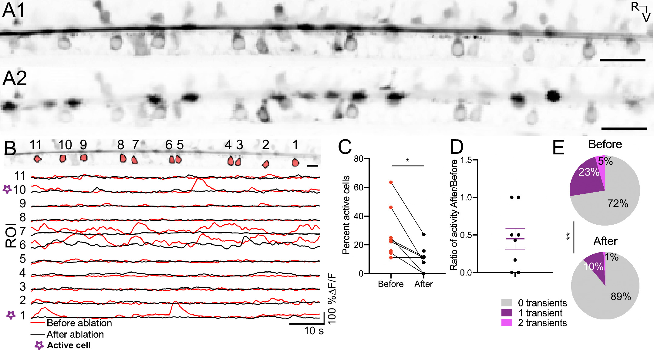 The Reissner fiber under tension in vivo shows dynamic interaction with ...