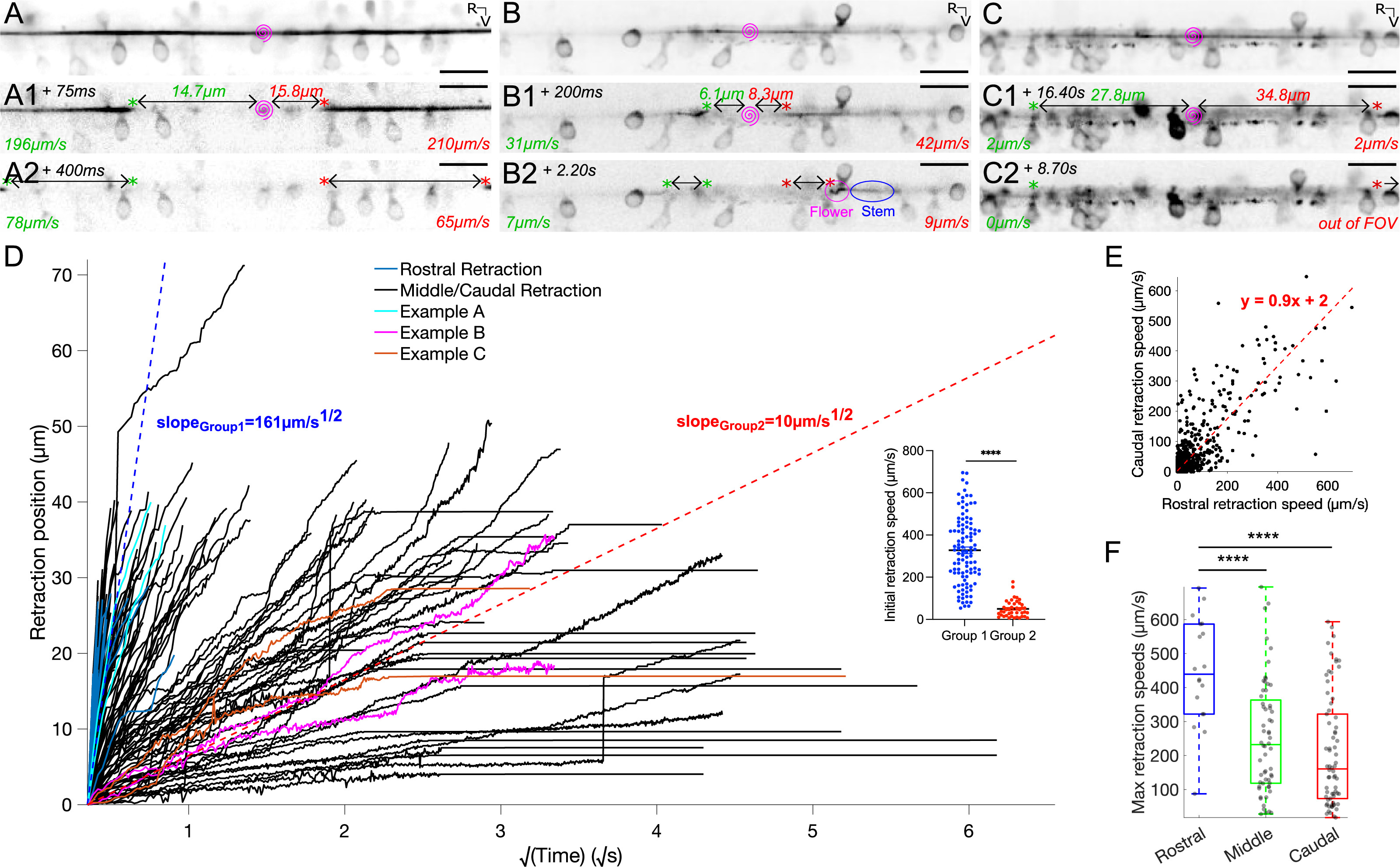 The Reissner fiber under tension in vivo shows dynamic interaction with ...