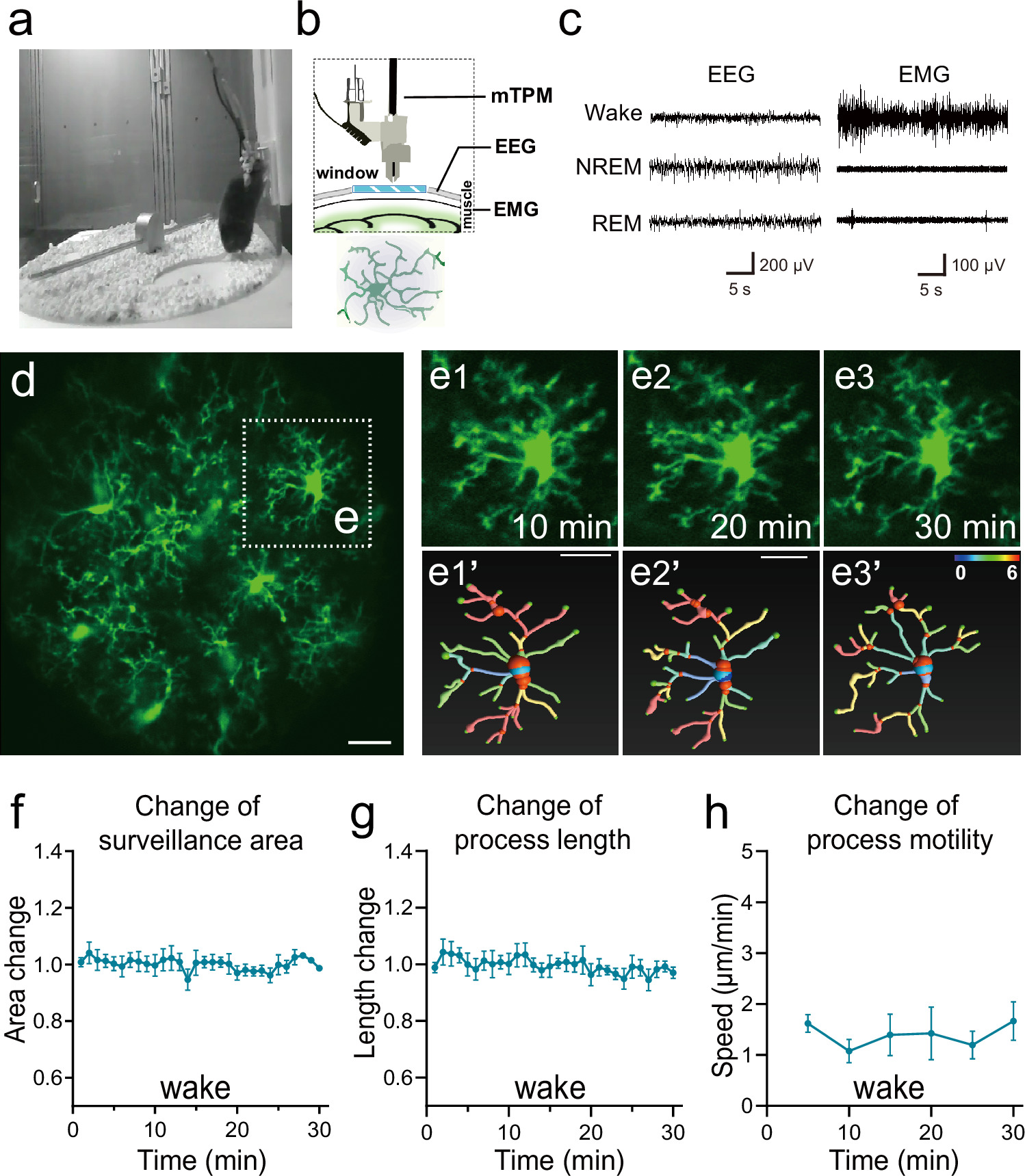 Imaging microglia surveillance during sleep-wake cycles in freely ...