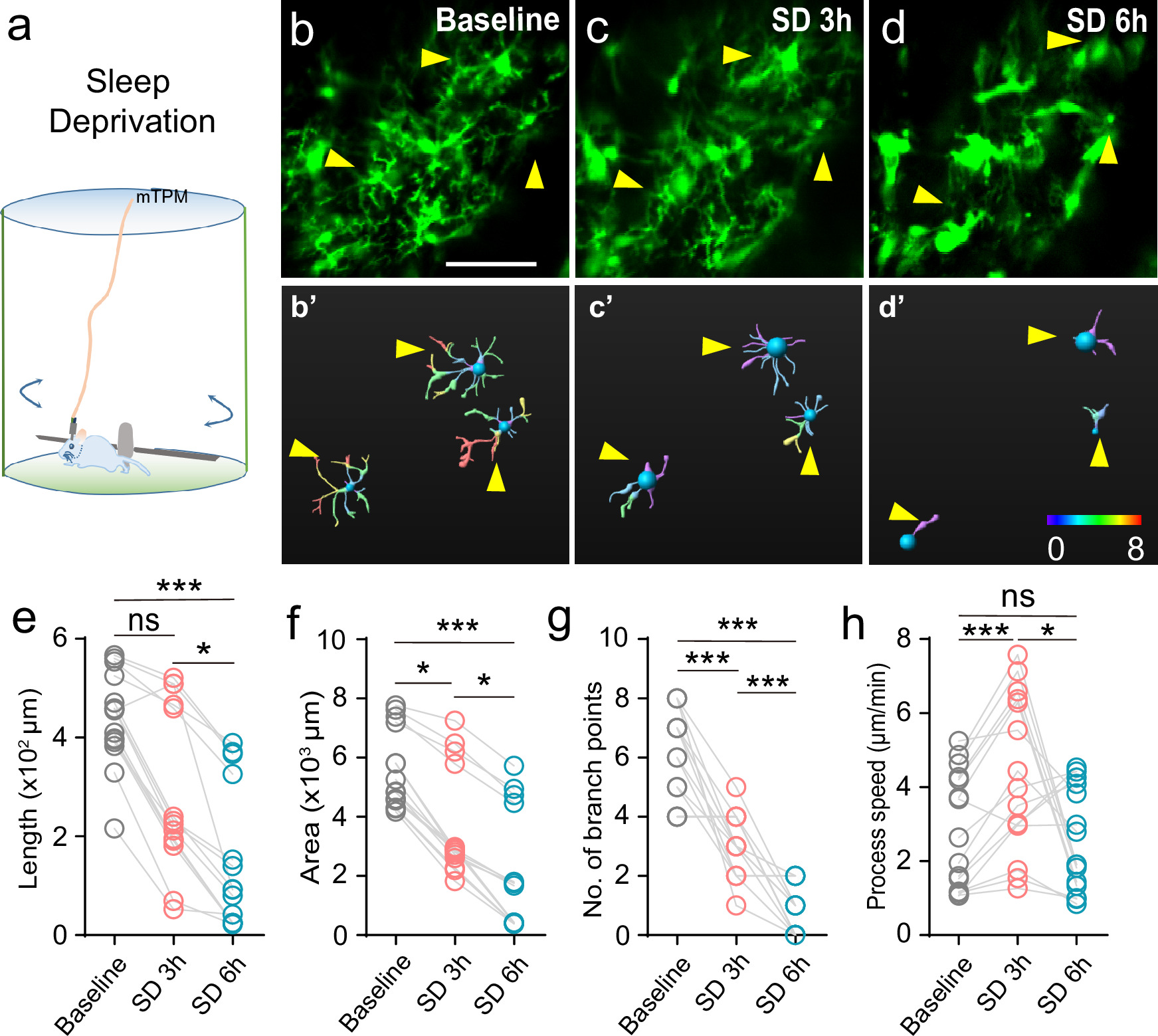 Imaging microglia surveillance during sleep-wake cycles in freely ...