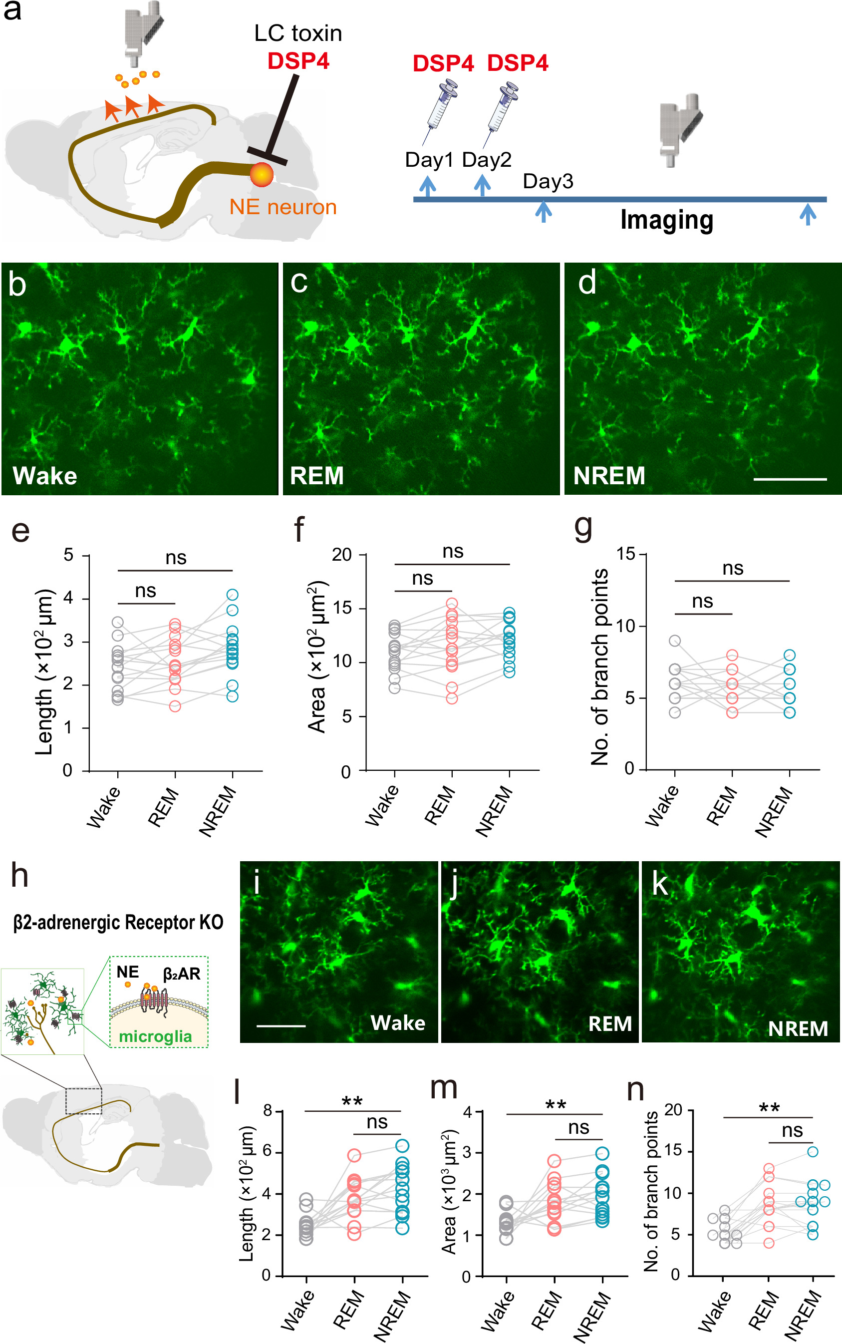 Imaging microglia surveillance during sleep-wake cycles in freely ...