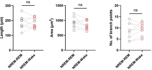Imaging microglia surveillance during sleep-wake cycles in freely ...