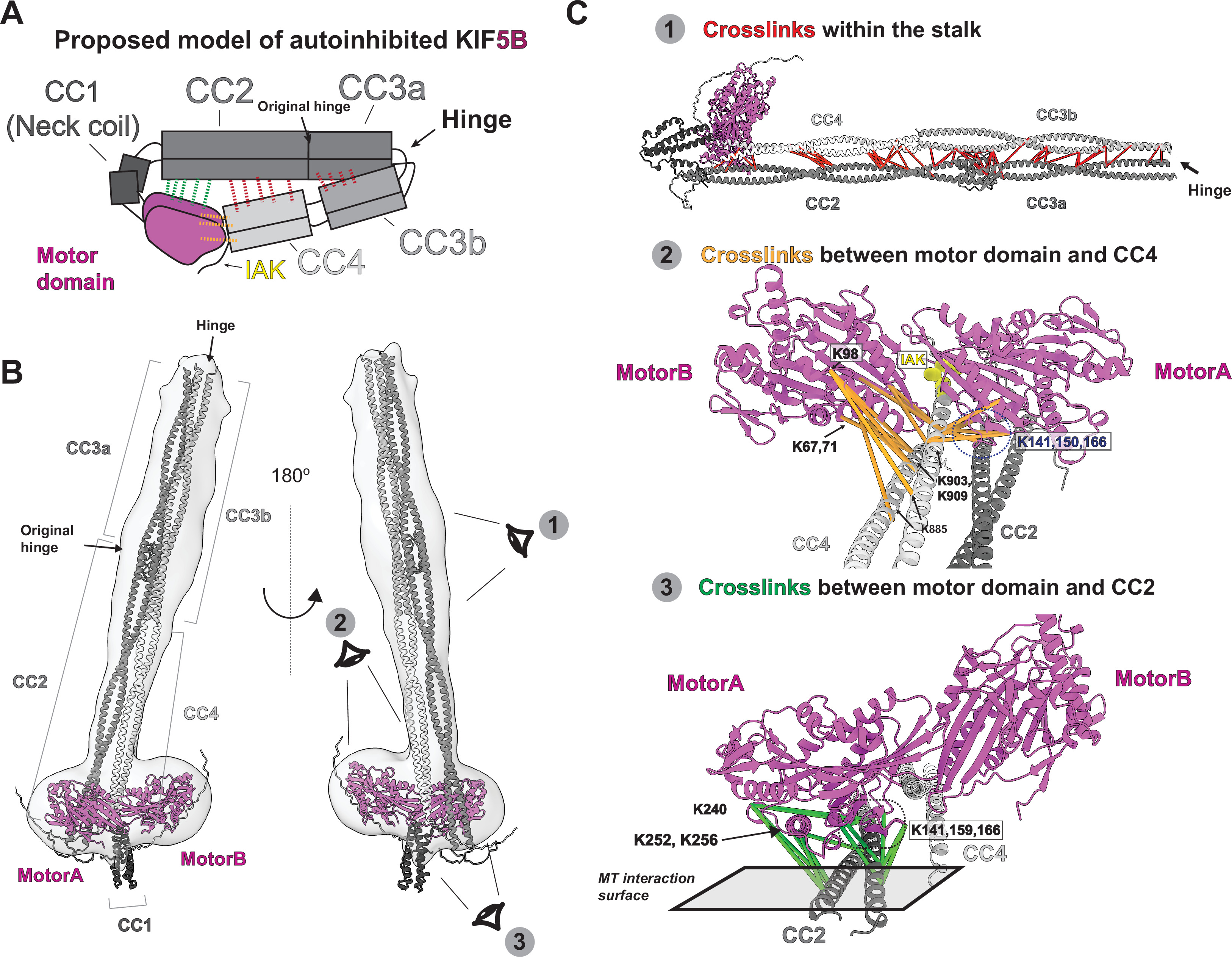 Autoinhibited kinesin-1 adopts a hierarchical folding pattern | eLife Lens