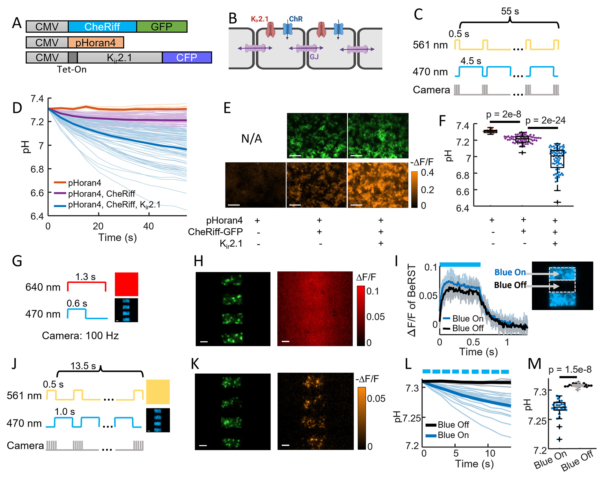 Diminishing neuronal acidification by channelrhodopsins with low proton ...