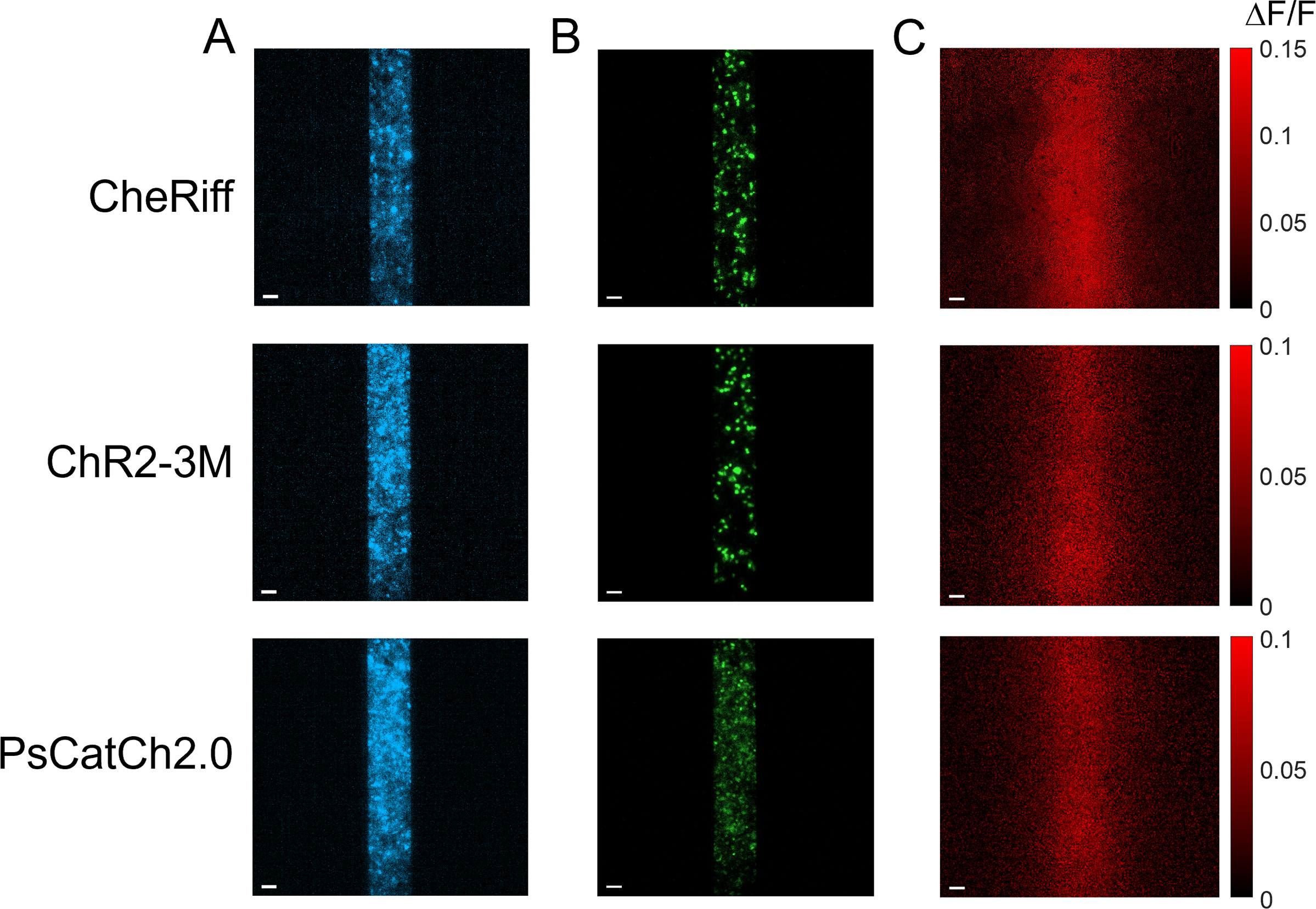 Diminishing neuronal acidification by channelrhodopsins with low proton ...