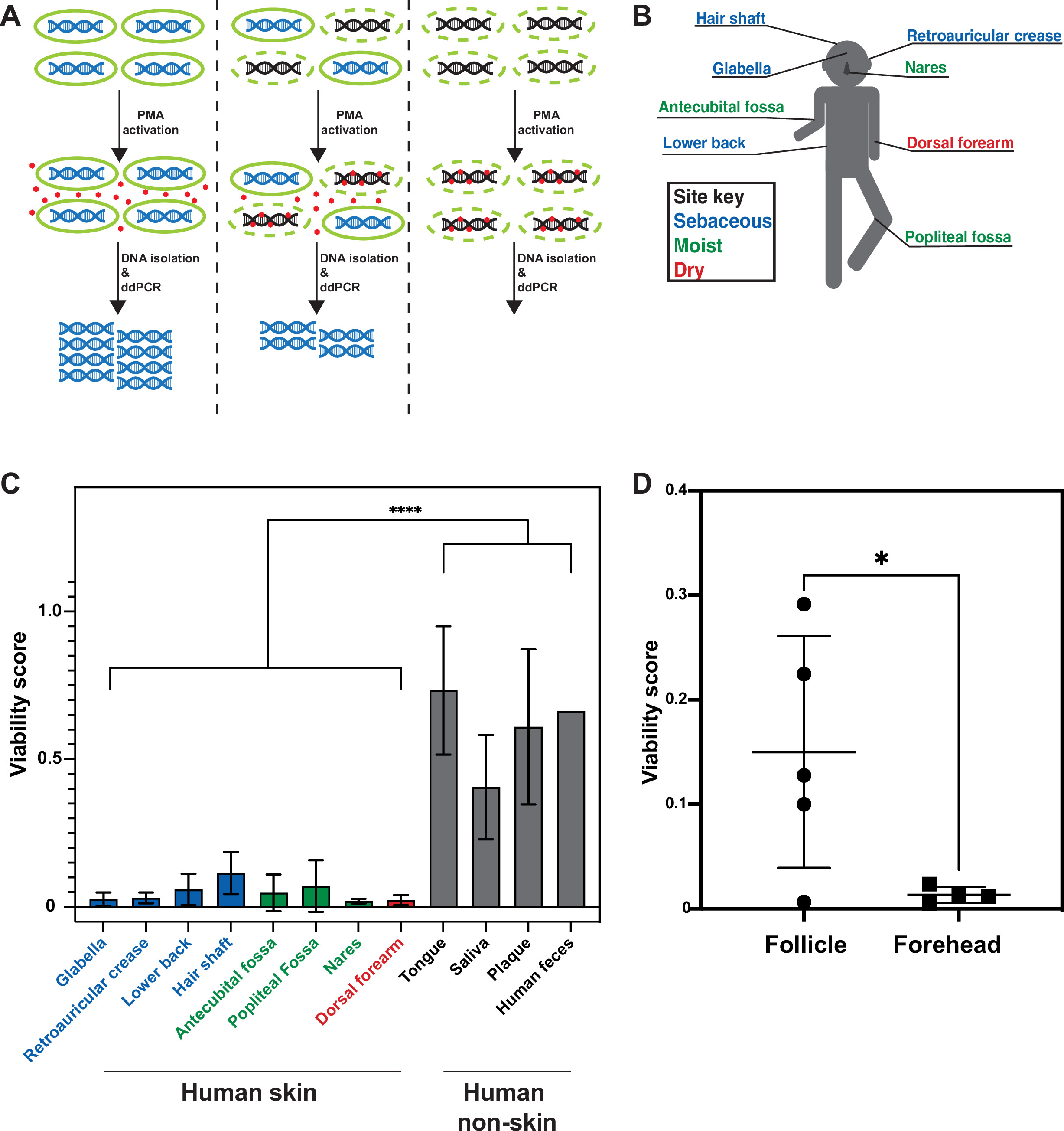 Bacterial DNA on the skin surface overrepresents the viable skin ...
