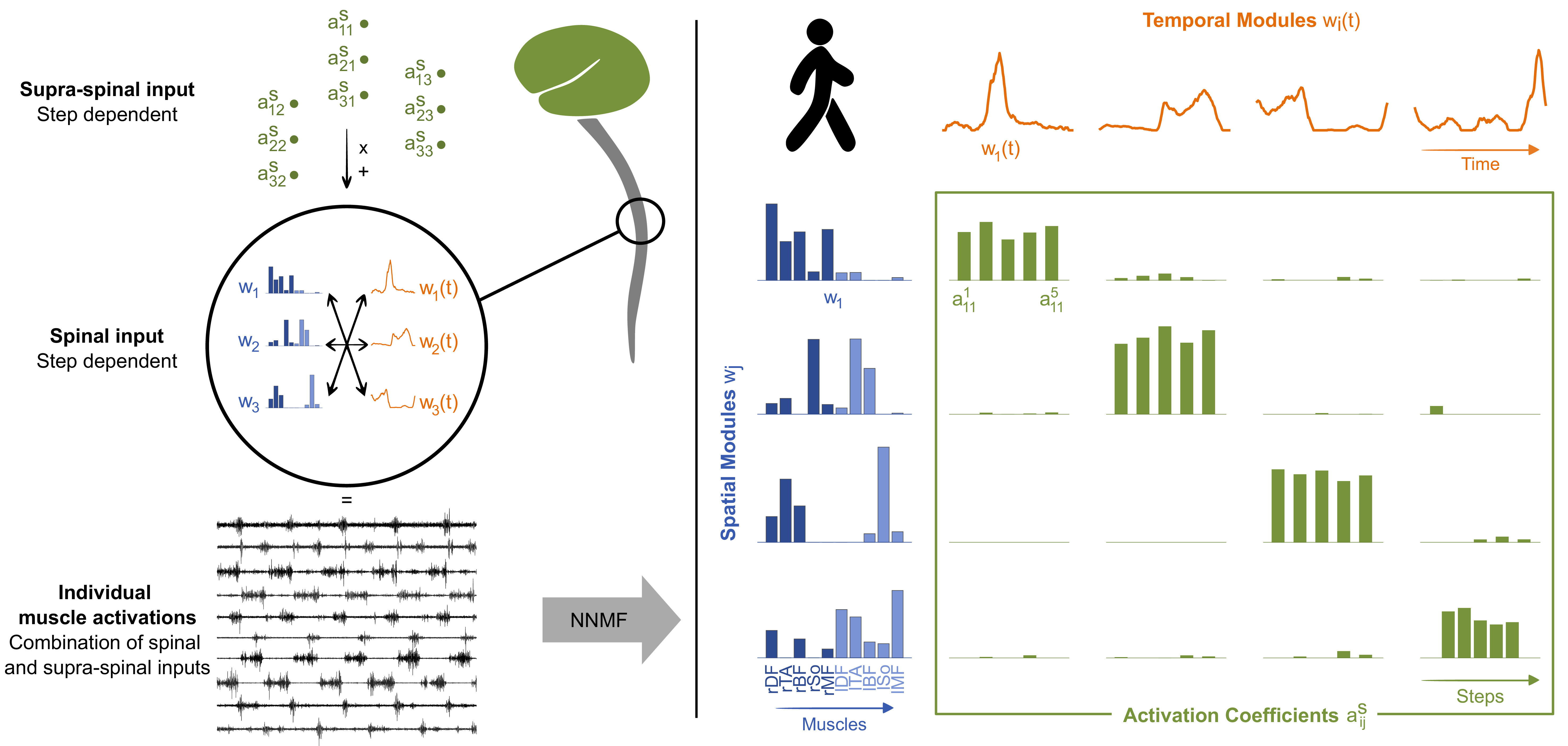 Generating variability from motor primitives during infant locomotor ...