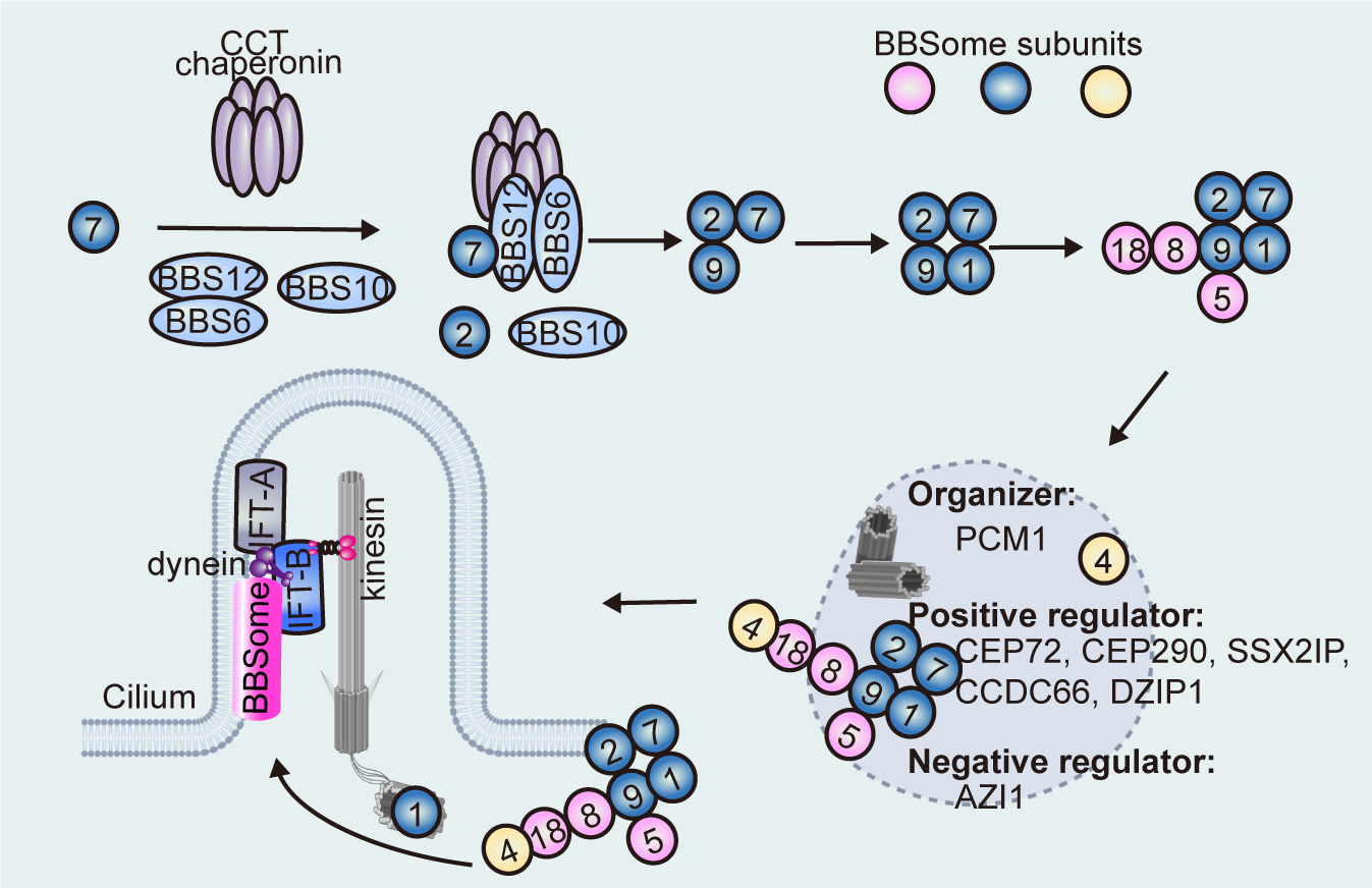 Organization, functions, and mechanisms of the BBSome in development ...