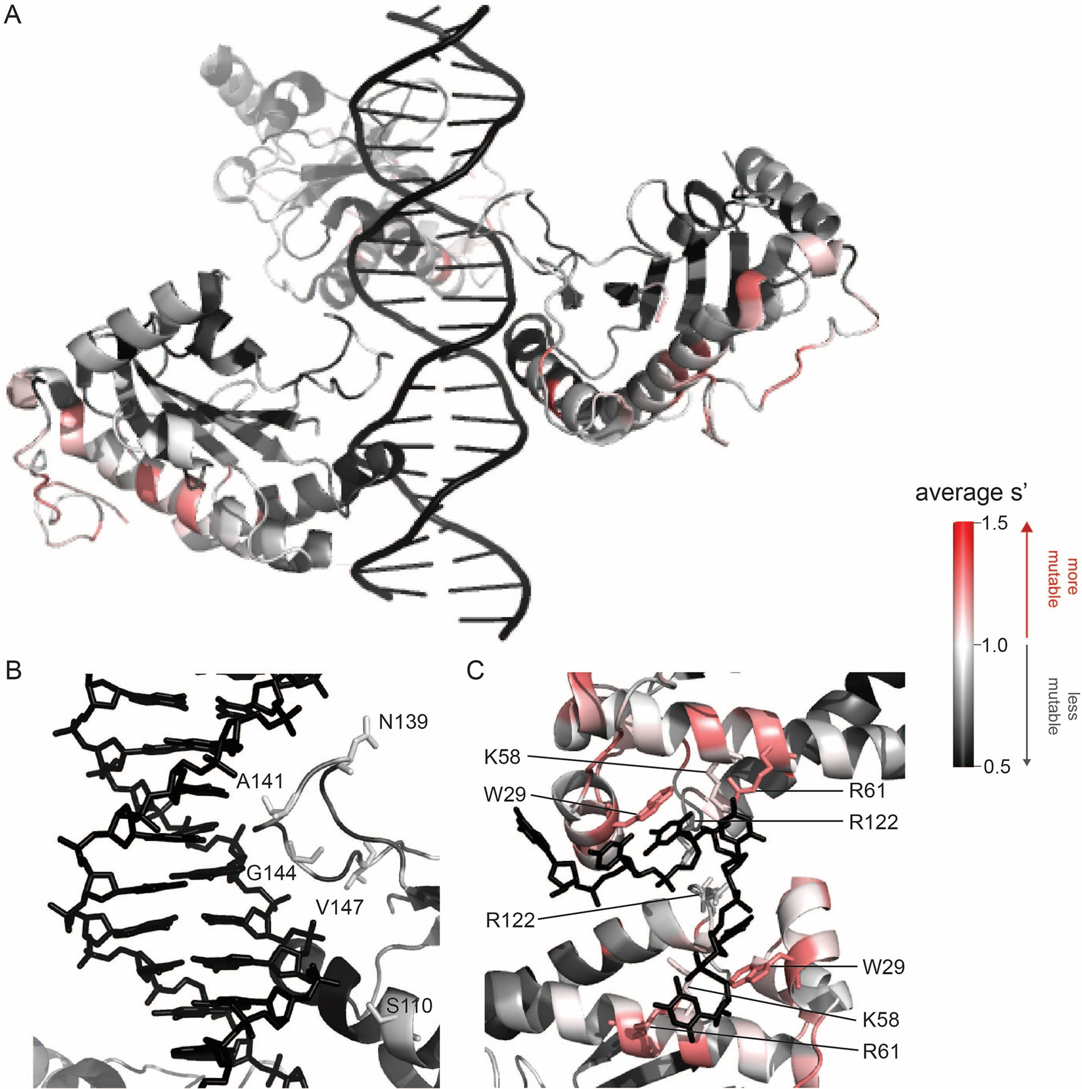 Comprehensive mutagenesis maps the effect of all single-codon mutations ...