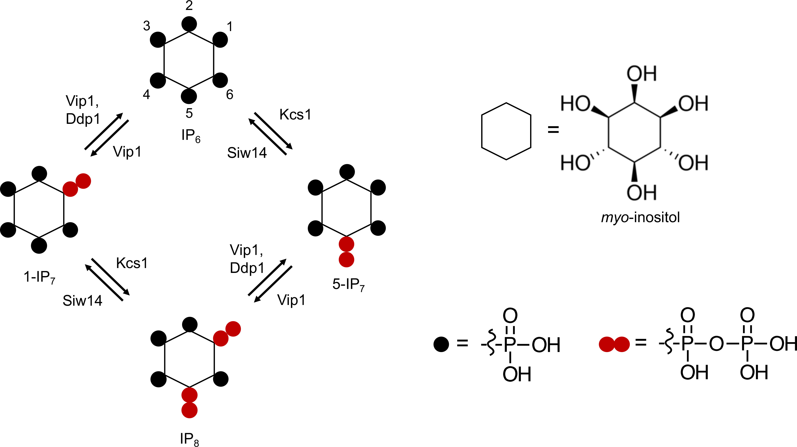 Inositol pyrophosphate dynamics reveals control of the yeast phosphate ...