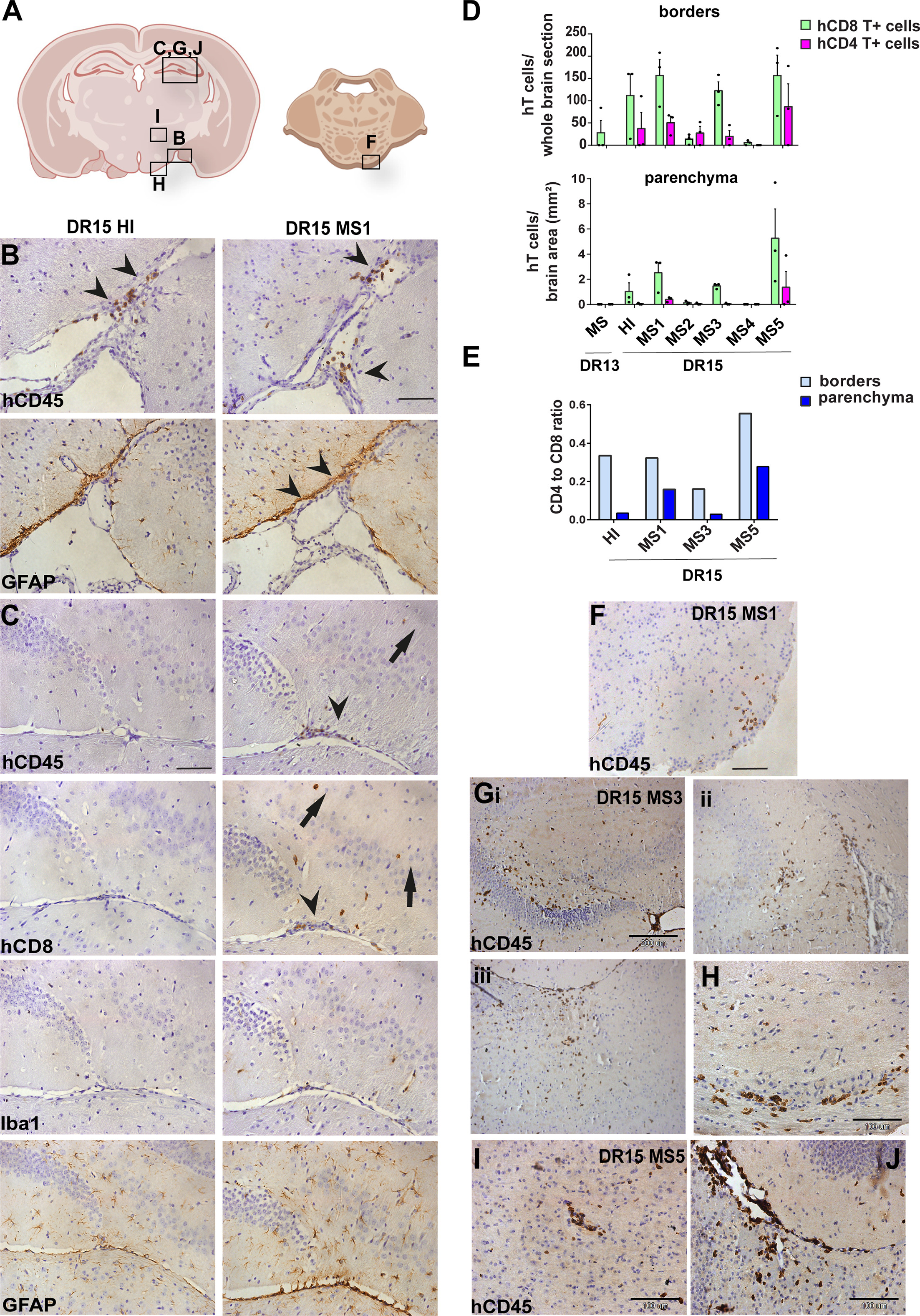 Spontaneous human CD8 T cell and autoimmune encephalomyelitis-induced ...