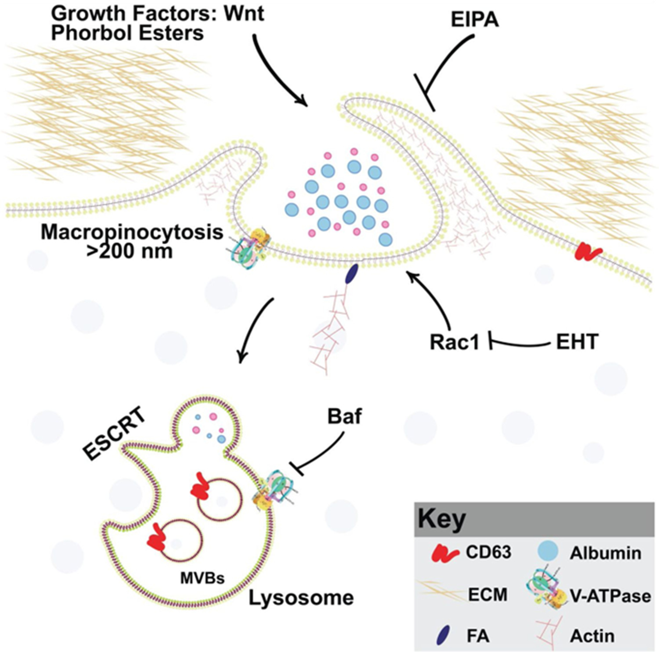 The PMA phorbol ester tumor promoter increases canonical Wnt signaling ...