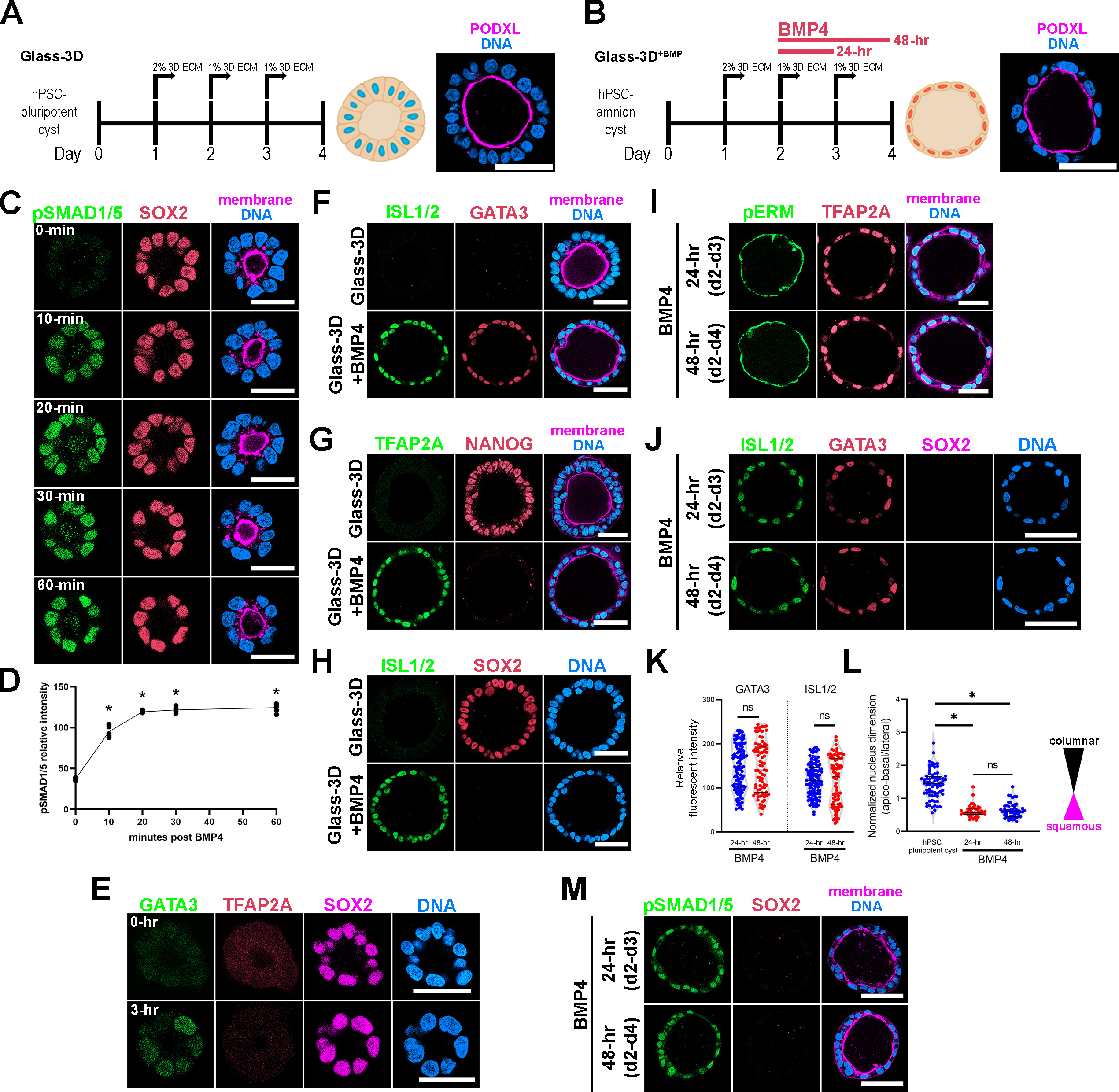 Temporally resolved early bone morphogenetic protein-driven ...
