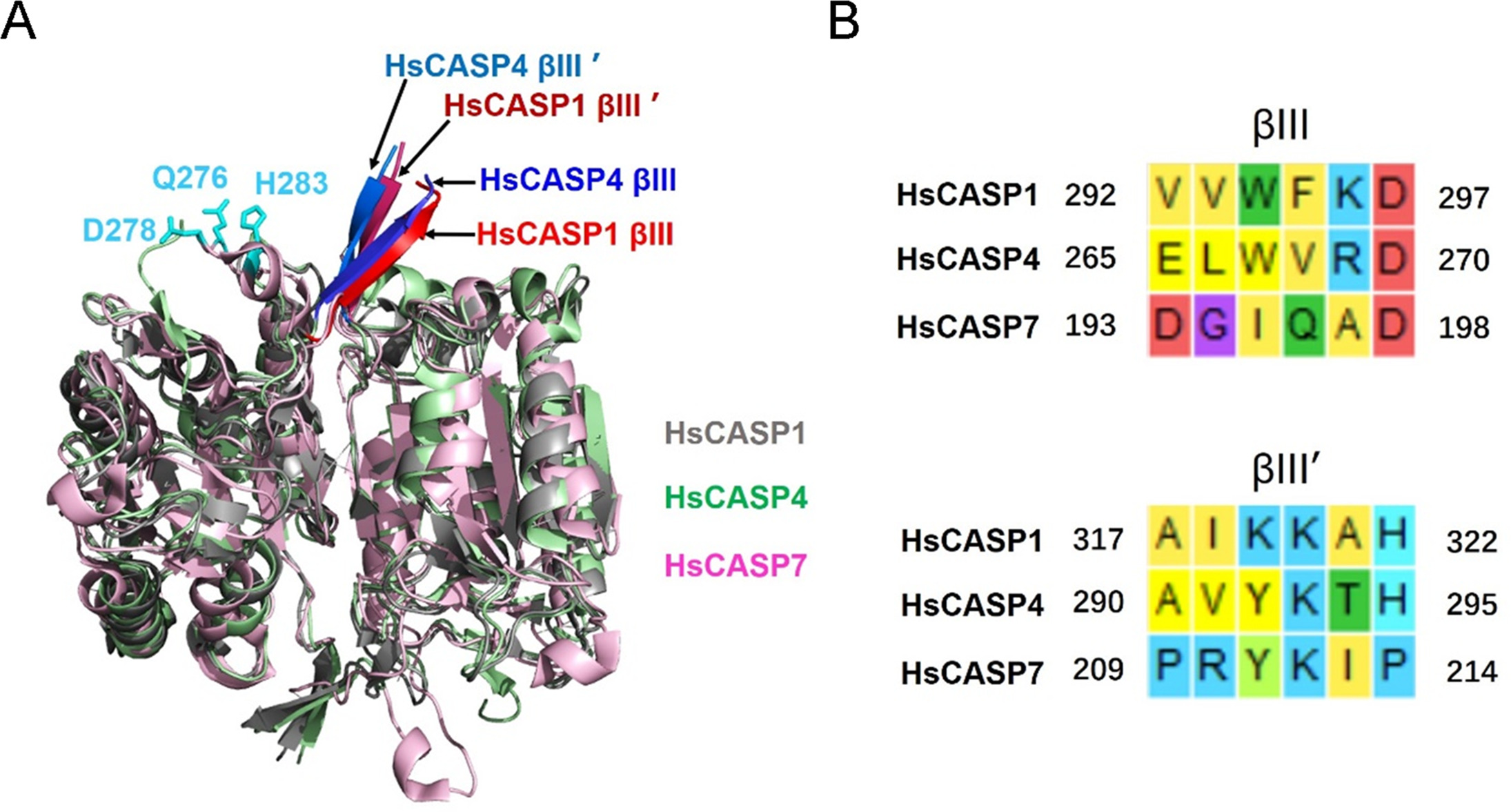The molecular mechanism and evolutionary divergence of caspase 3/7 ...