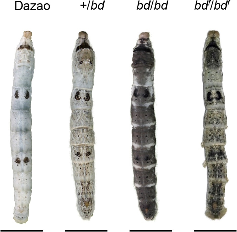 The BTB-ZF gene Bm-mamo regulates pigmentation in silkworm caterpillars ...