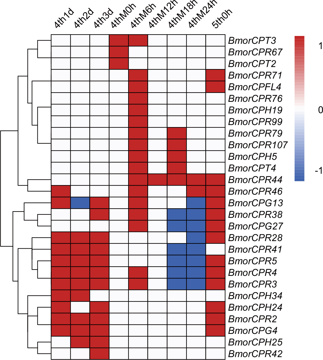 The BTB-ZF gene Bm-mamo regulates pigmentation in silkworm caterpillars ...