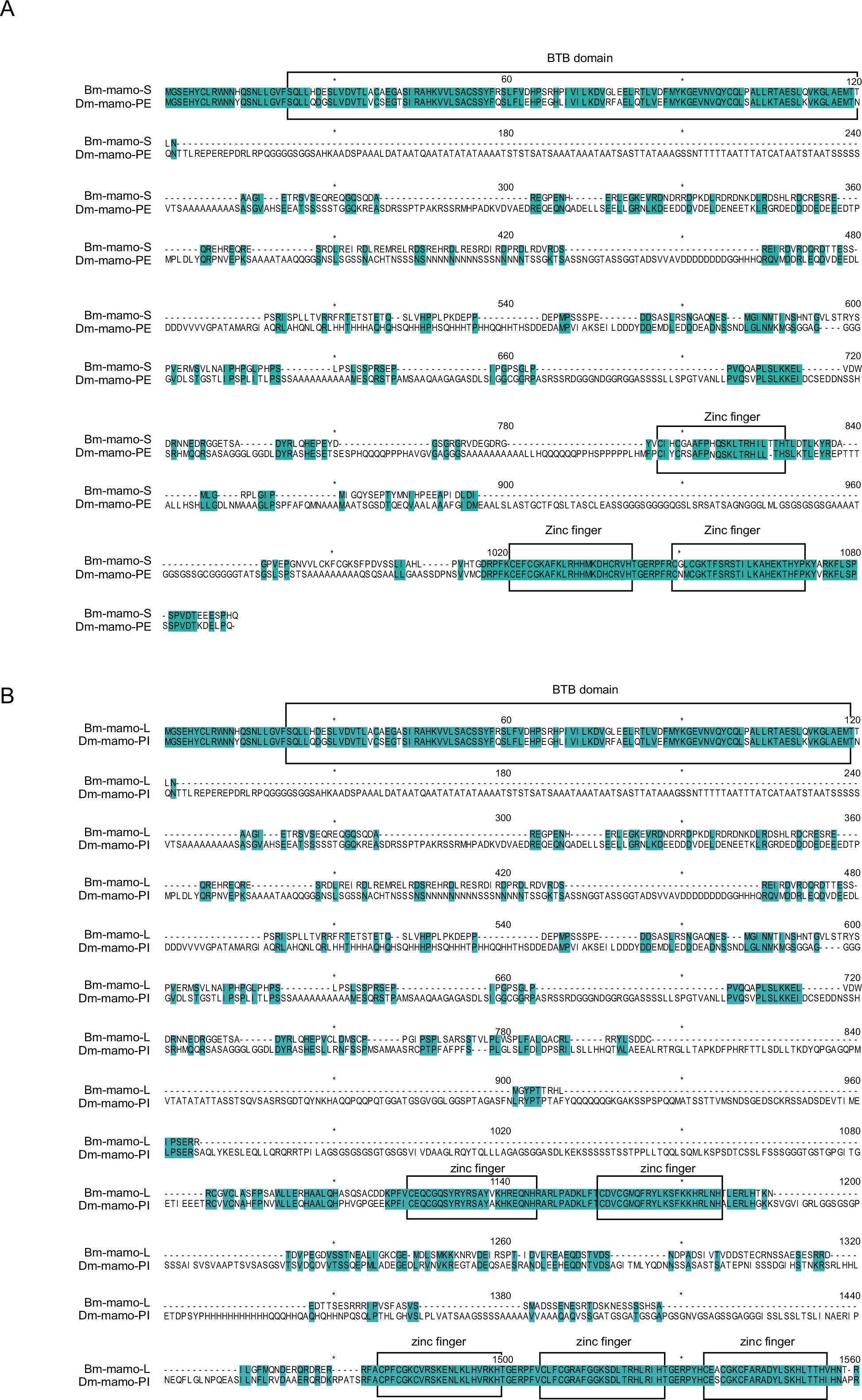 The BTB-ZF gene Bm-mamo regulates pigmentation in silkworm caterpillars ...