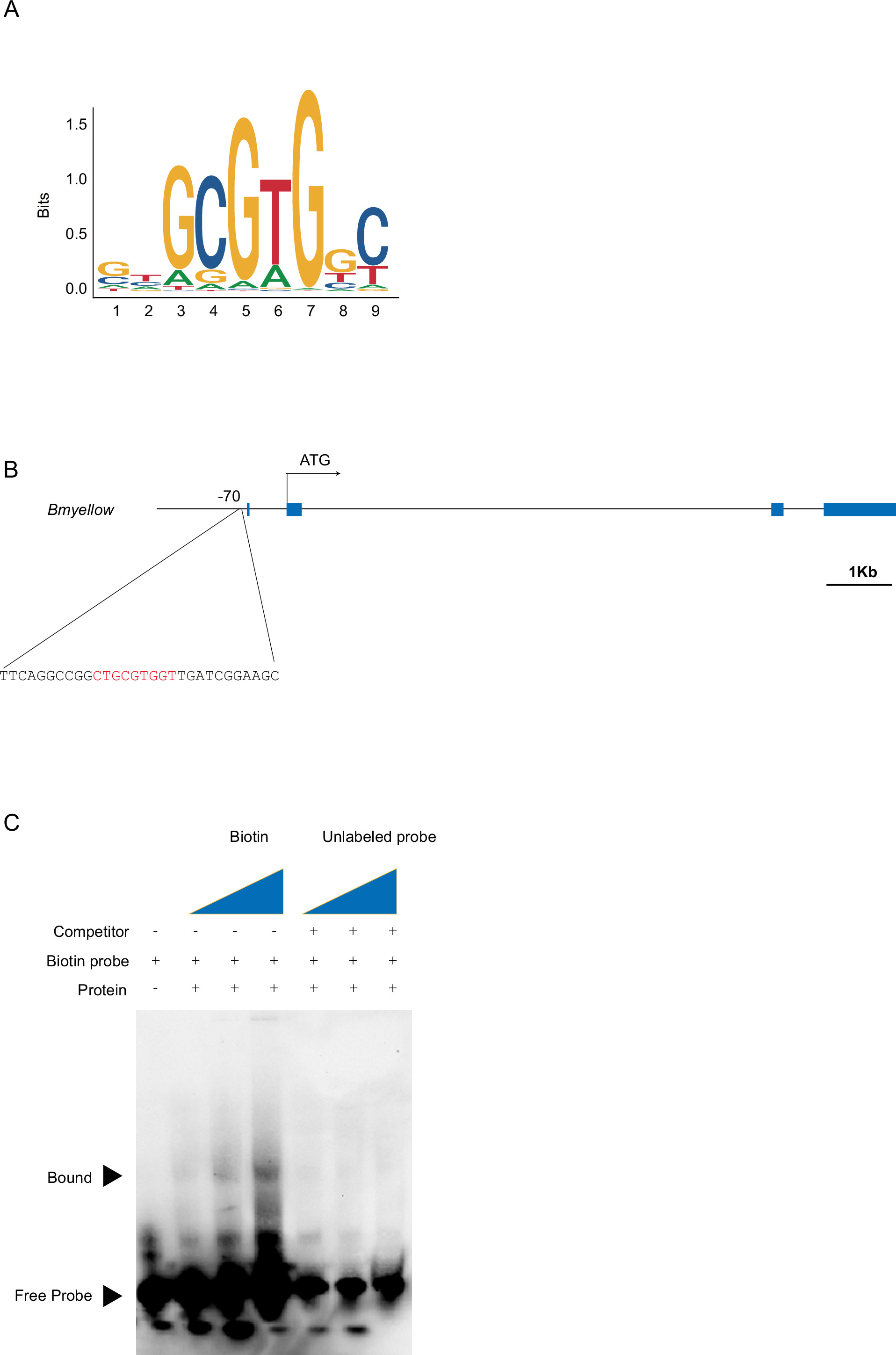 The BTB-ZF gene Bm-mamo regulates pigmentation in silkworm caterpillars ...