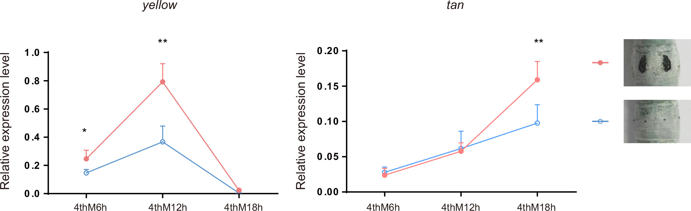 The BTB-ZF gene Bm-mamo regulates pigmentation in silkworm caterpillars ...