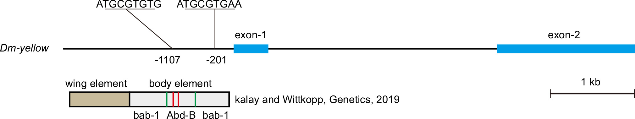 The BTB-ZF gene Bm-mamo regulates pigmentation in silkworm caterpillars ...