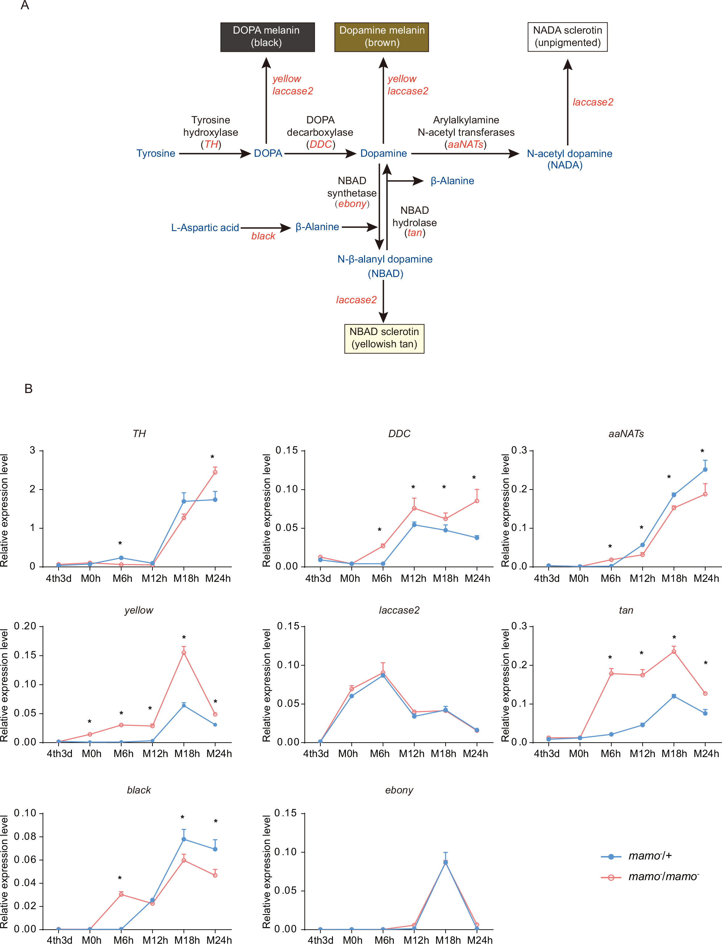 The BTB-ZF gene Bm-mamo regulates pigmentation in silkworm caterpillars ...