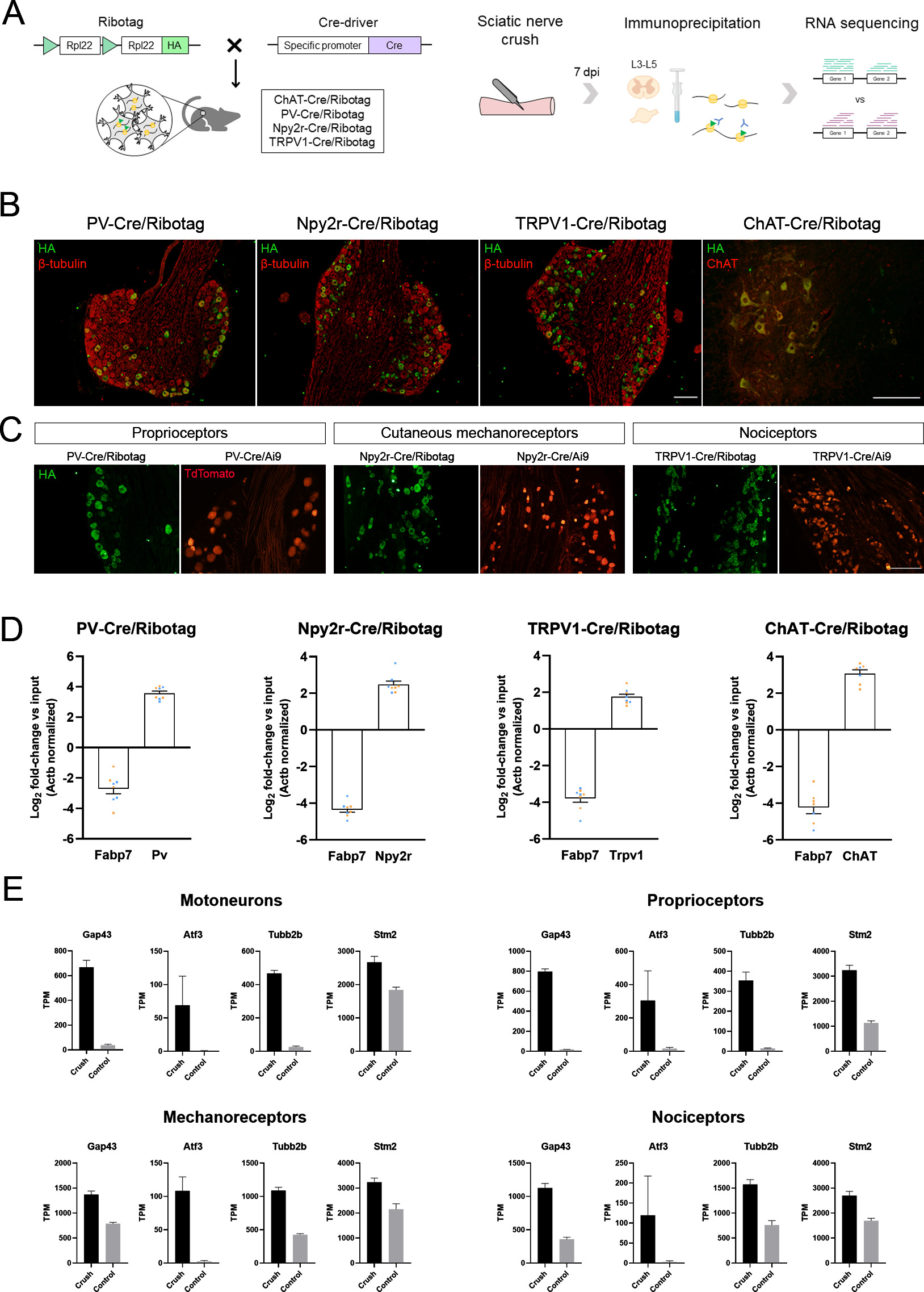 Neuron-specific RNA-sequencing reveals different responses in ...