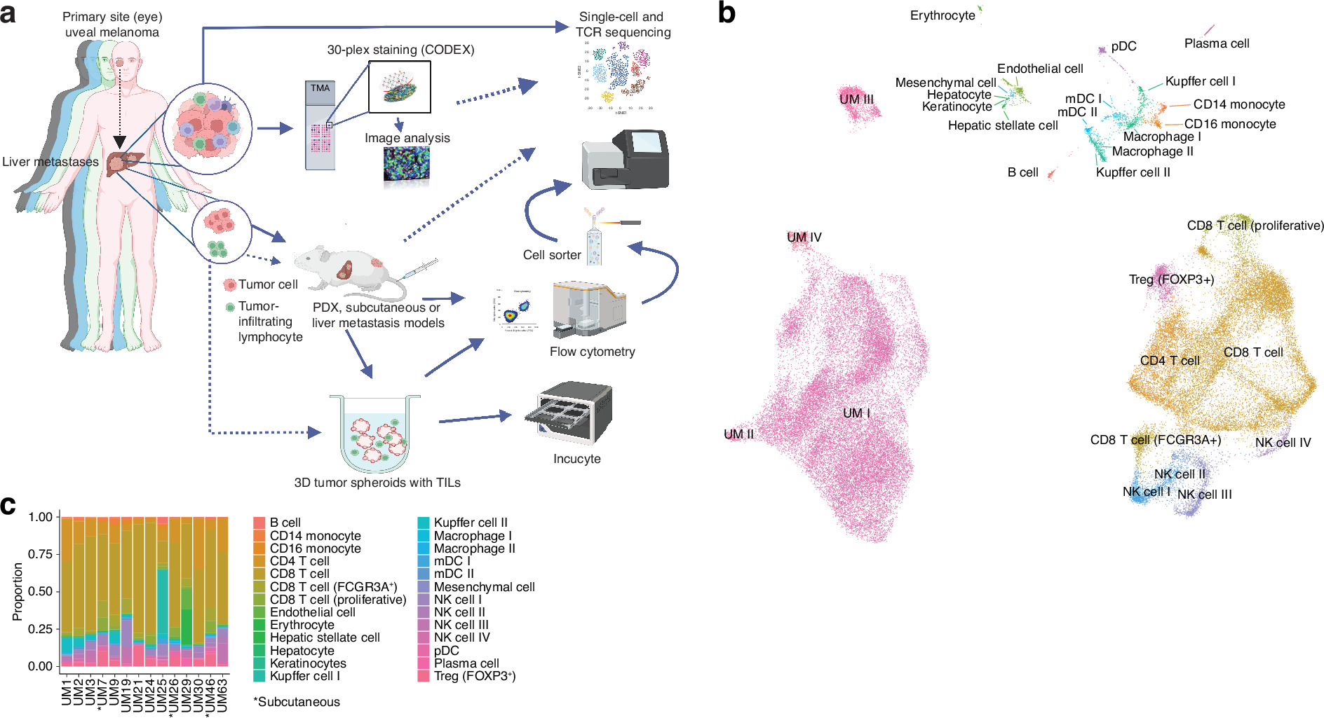 Patient-derived xenografts and single-cell sequencing identifies three ...