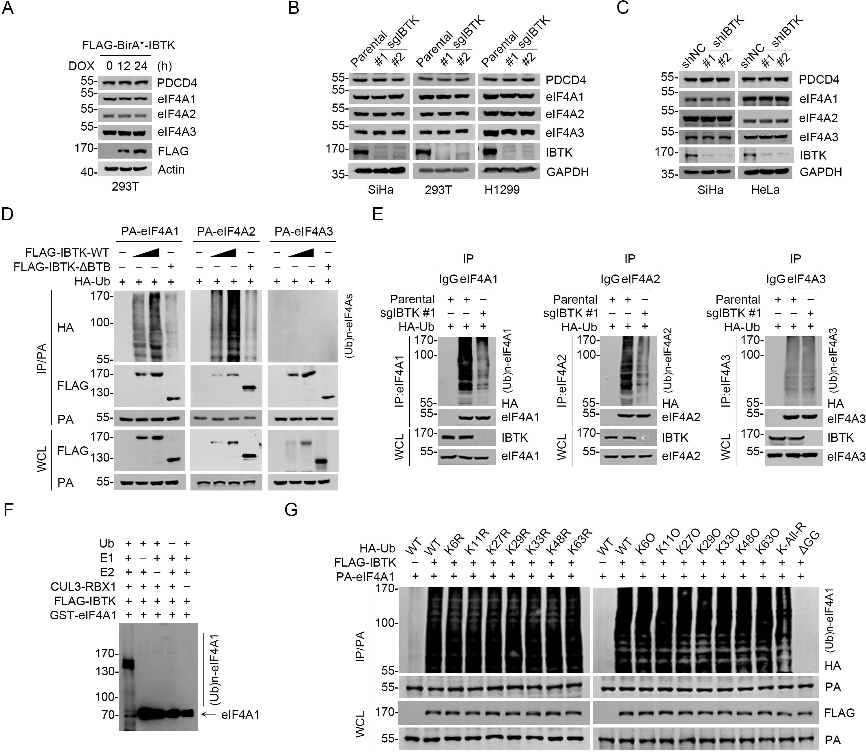 mTORC1/S6K1 signaling promotes sustained oncogenic translation through ...