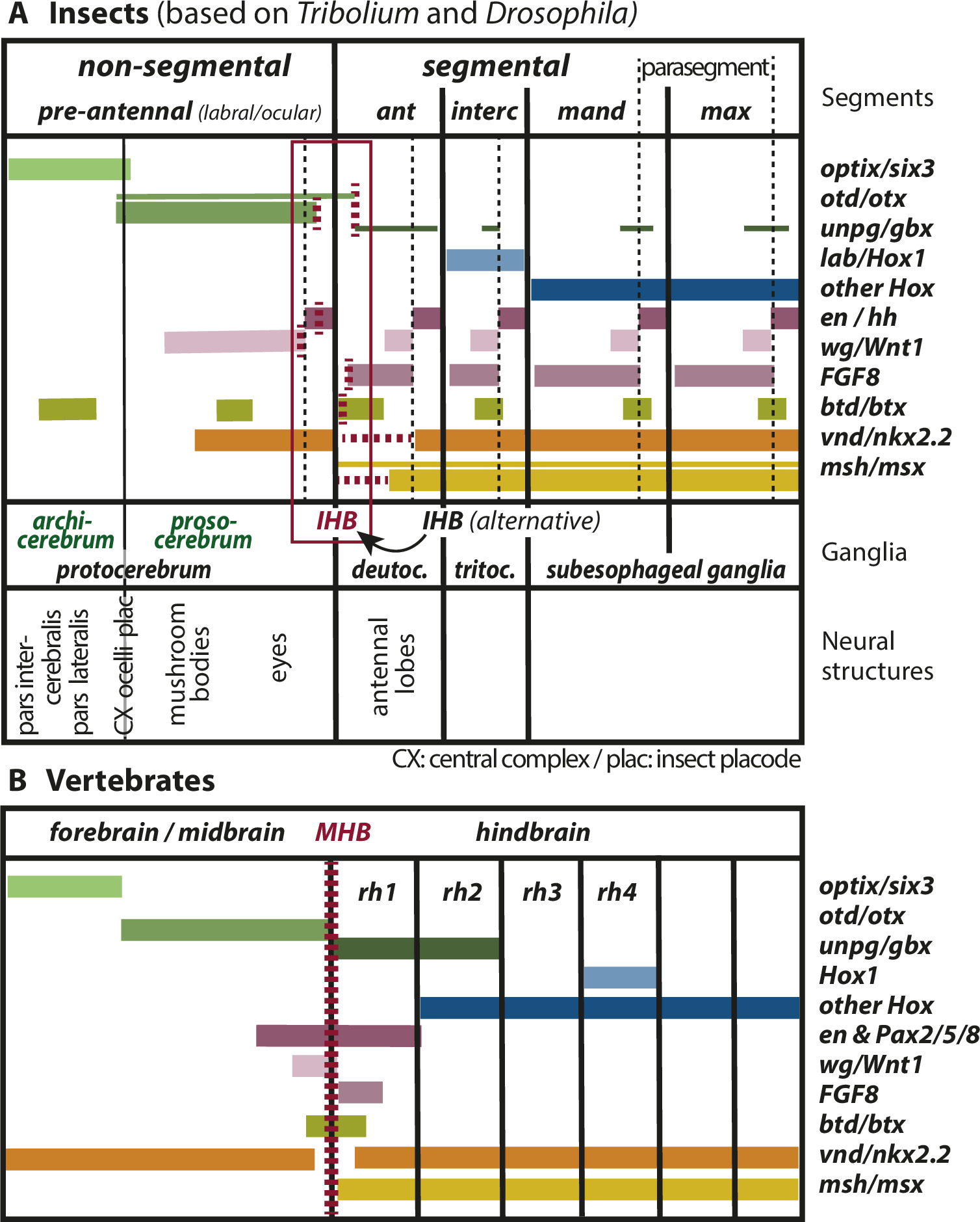 Gene expression mapping of the neuroectoderm across phyla ...