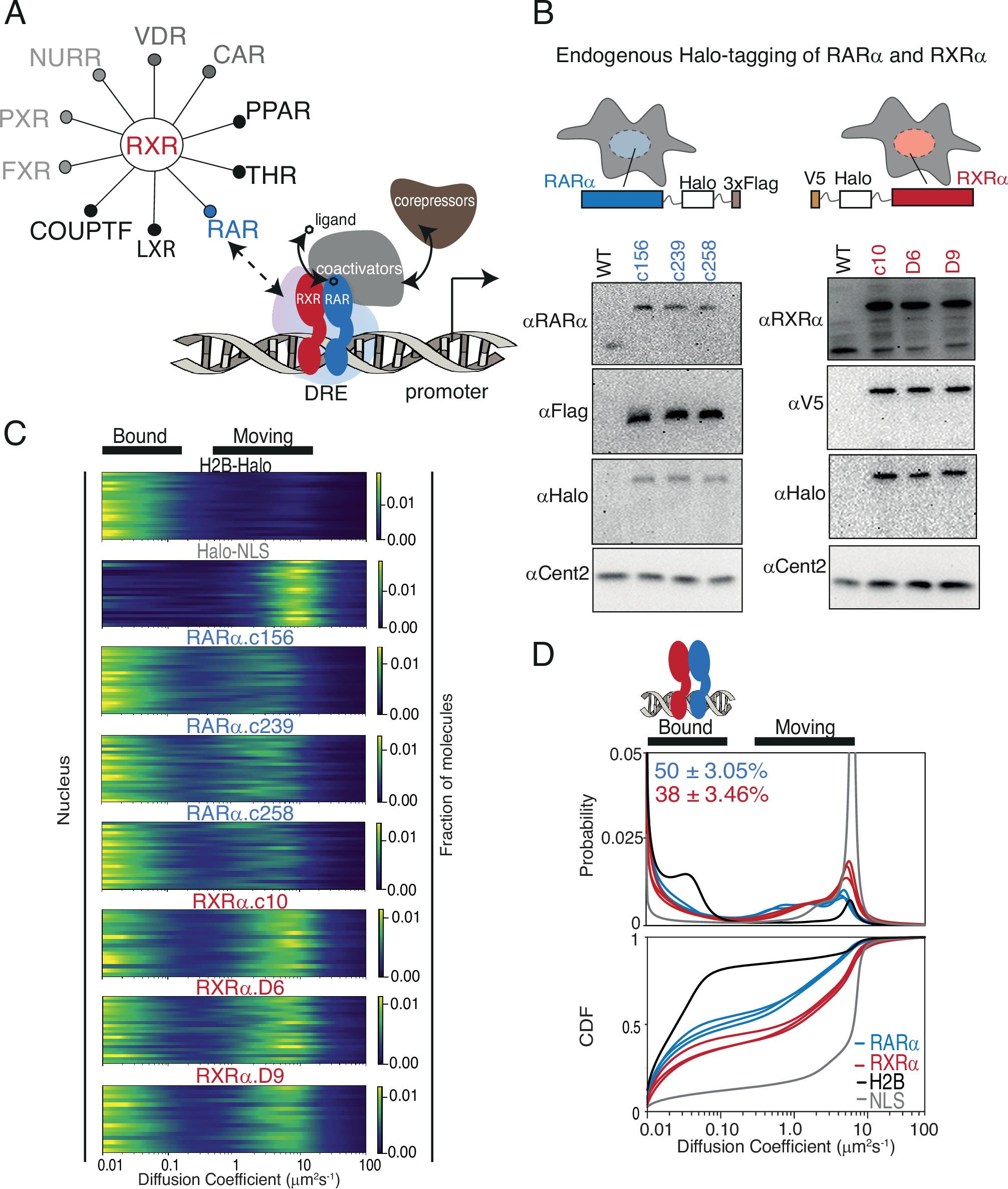 Surprising features of nuclear receptor interaction networks revealed ...