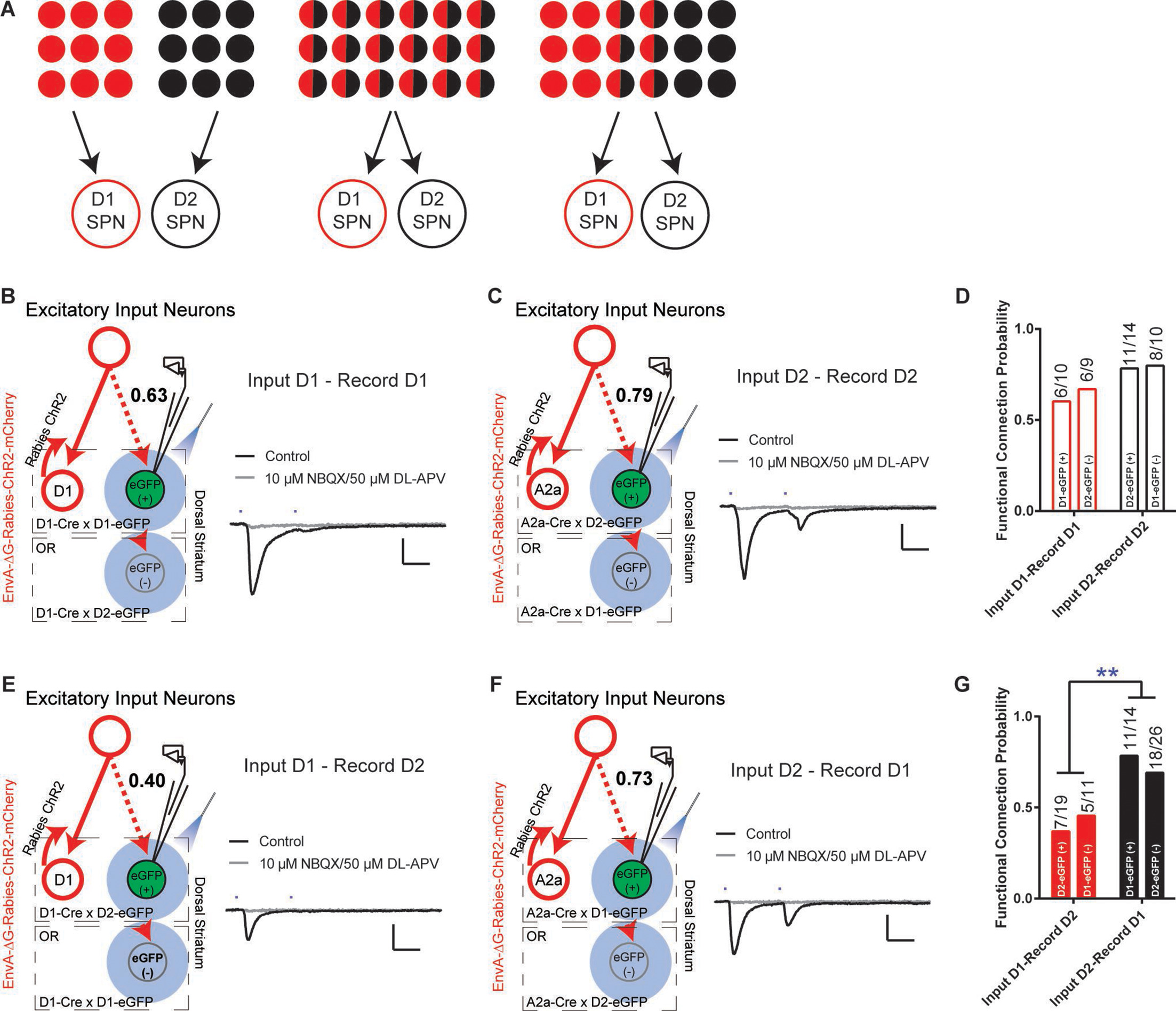 Asymmetric cortical projections to striatal direct and indirect ...