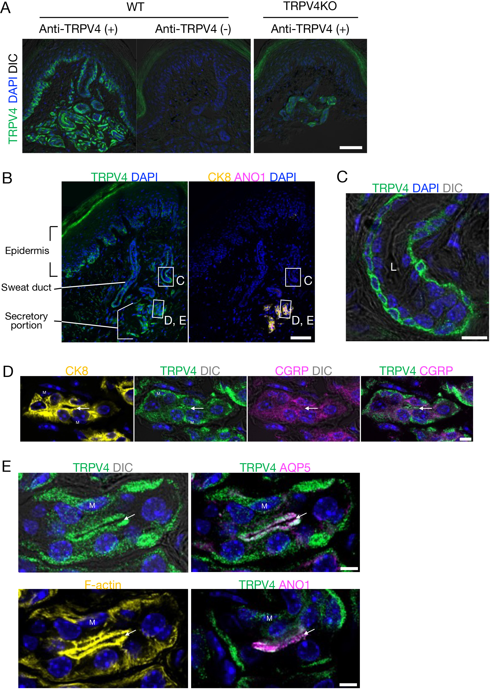 Involvement of TRPV4 in temperature-dependent perspiration in mice ...